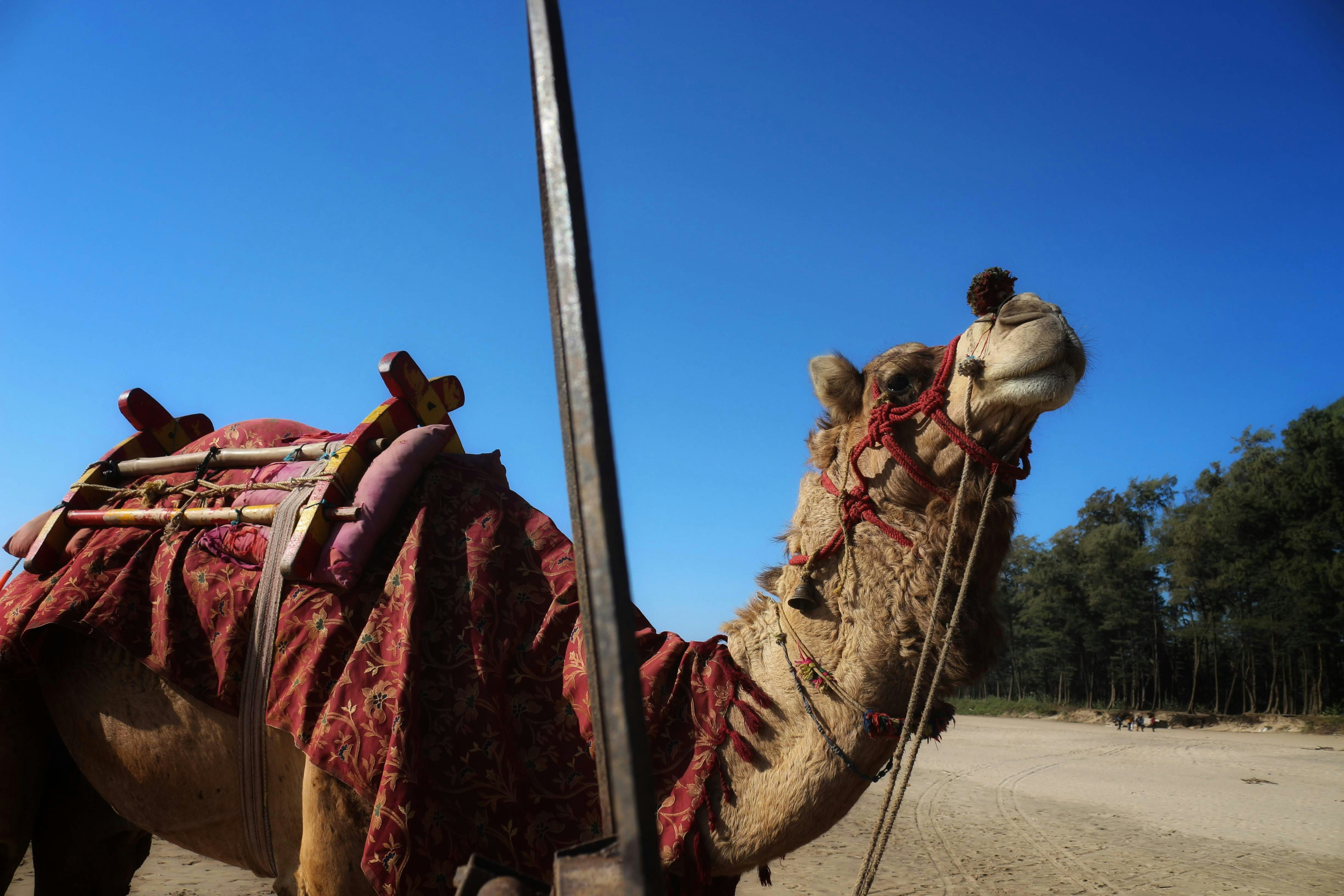 A close-up of a camel adorned with traditional saddlery, showcasing its expressive features against a clear blue sky.