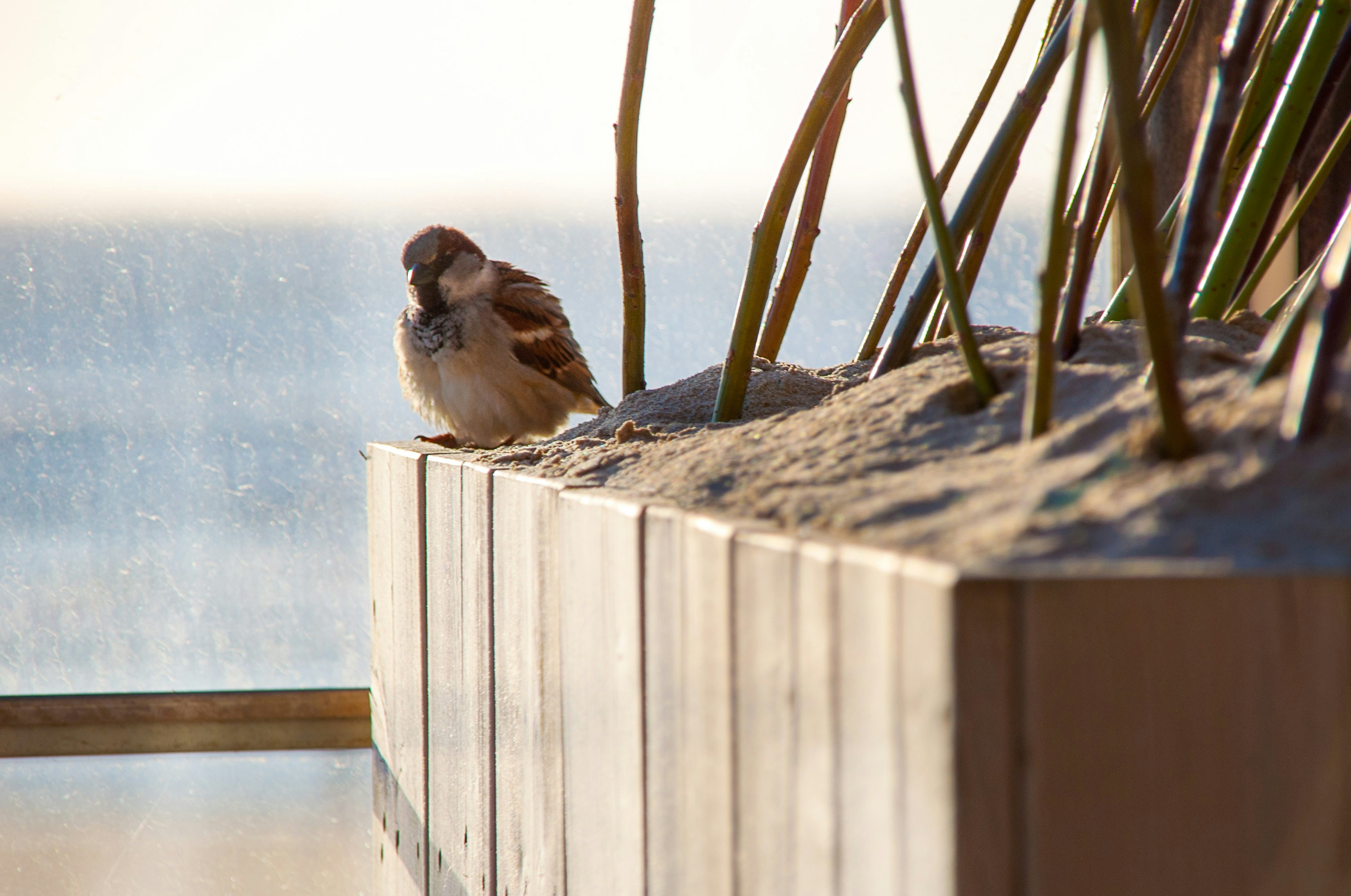 Sunlit sparrow on a weathered dune planter beside a calm sea