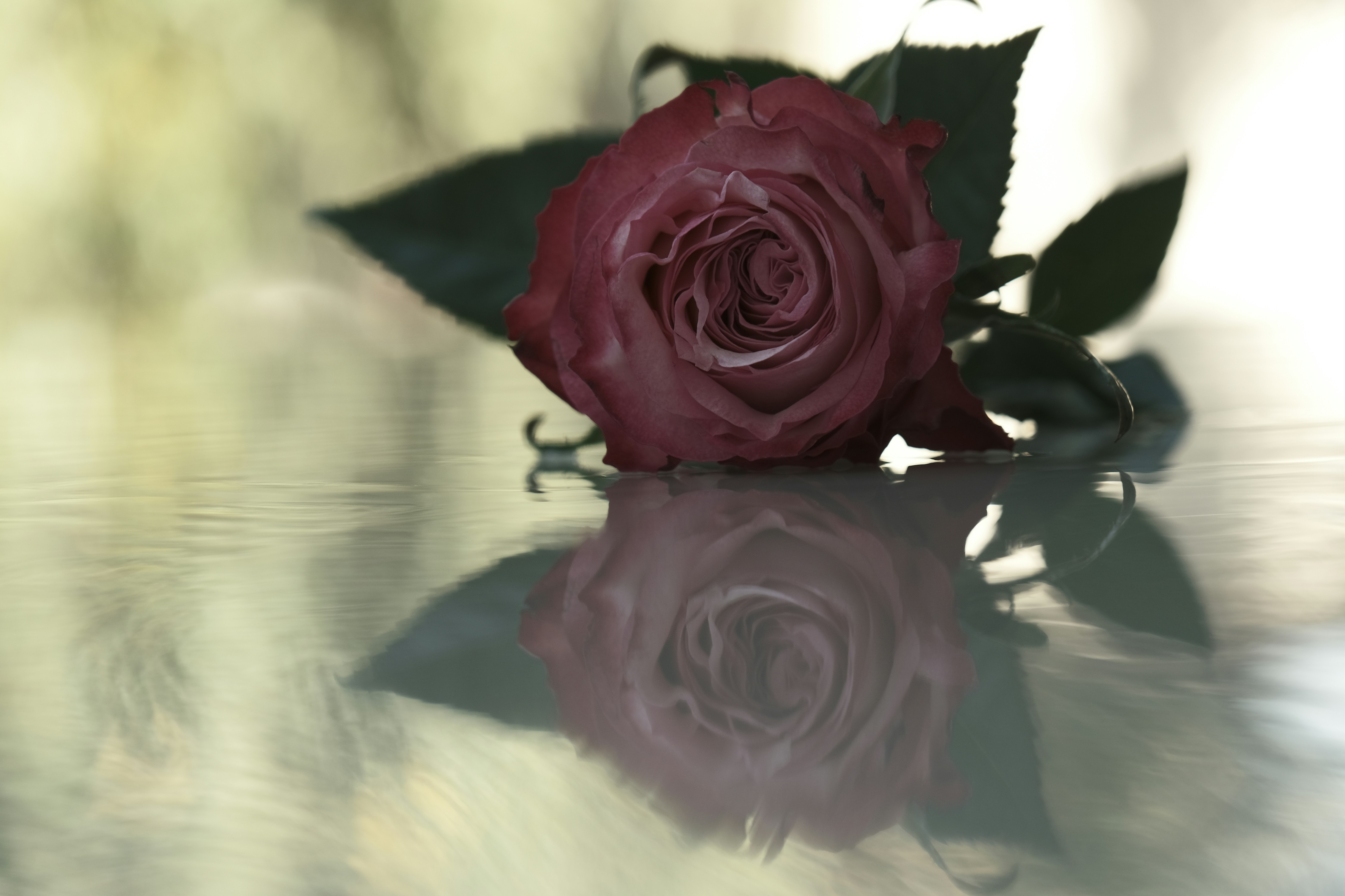 A pink rose resting on a reflective surface, capturing its delicate beauty and soft hues. The gentle play of light enhances the serene atmosphere.