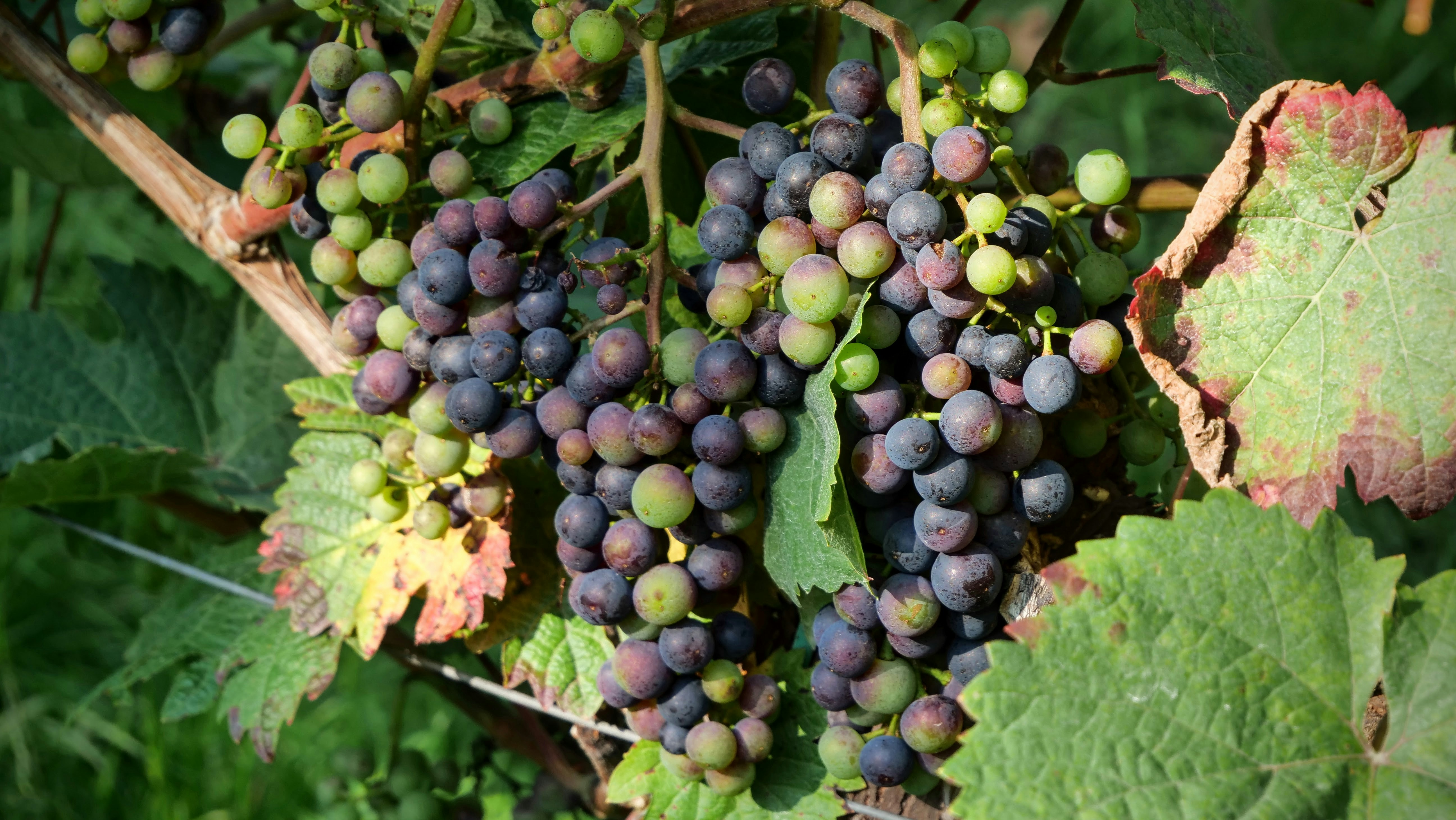 Foto zum Thema Eine Traube, die an einer Rebe hängt – Kostenloses Bild ...