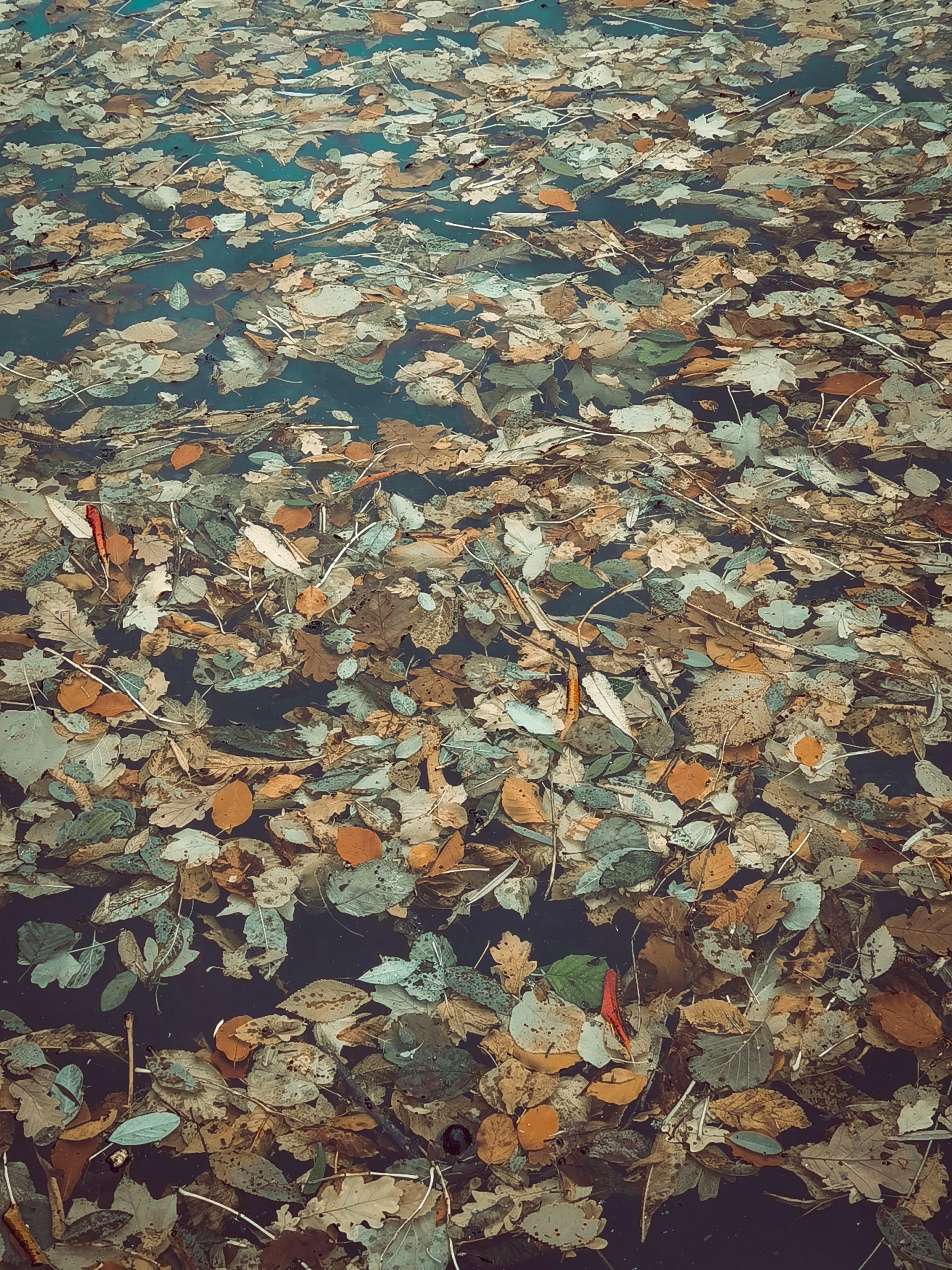 Leaves float on a calm pond, forming a mosaic of autumn colors across the water.