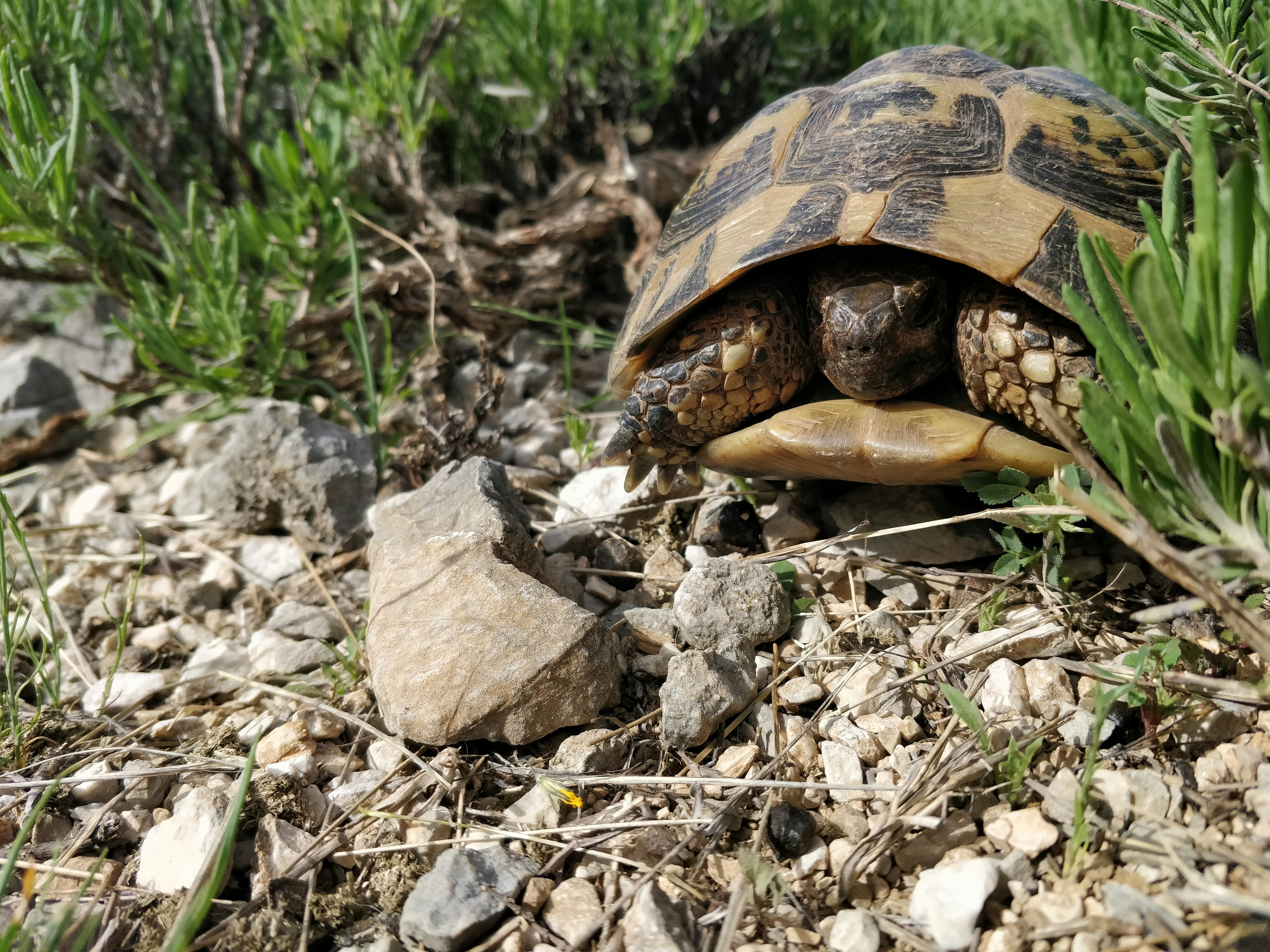 Gravel Gallery: A Tortoise Emerges Amid Pebble and Plant