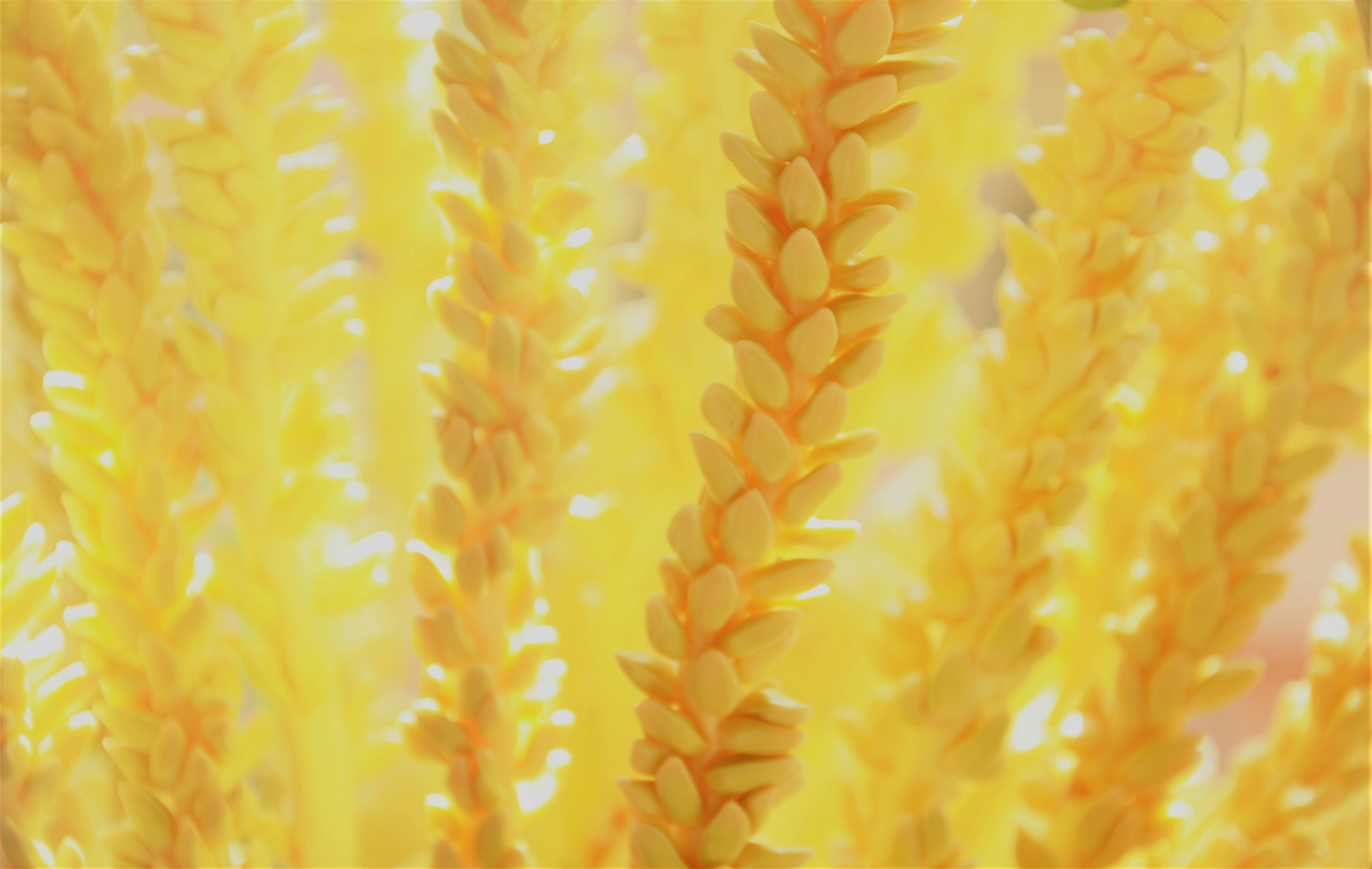 Saffron Spires: Macro Portrait of Sunlit Yellow Stems