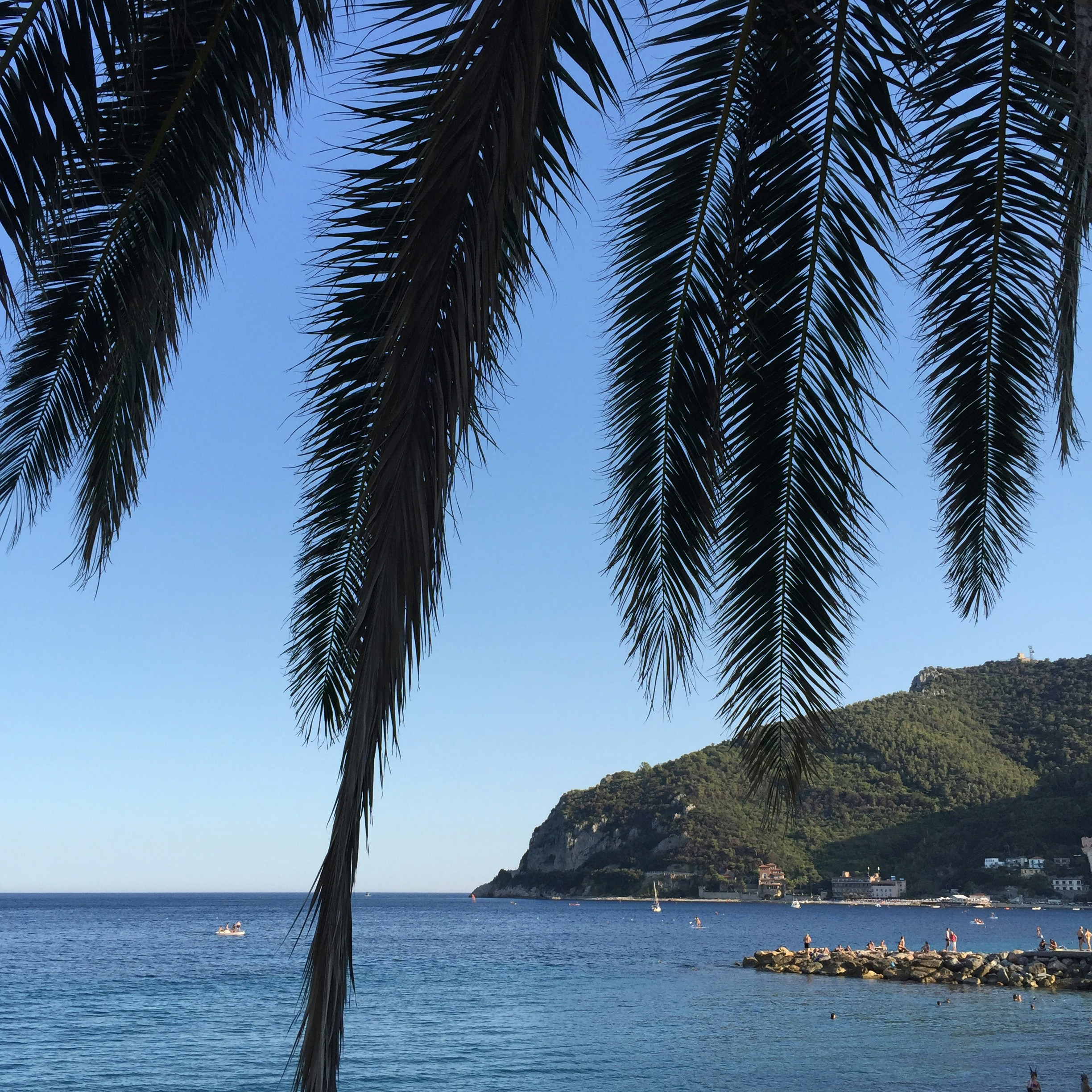 Palm Fronds Framing a Seaside Cliff