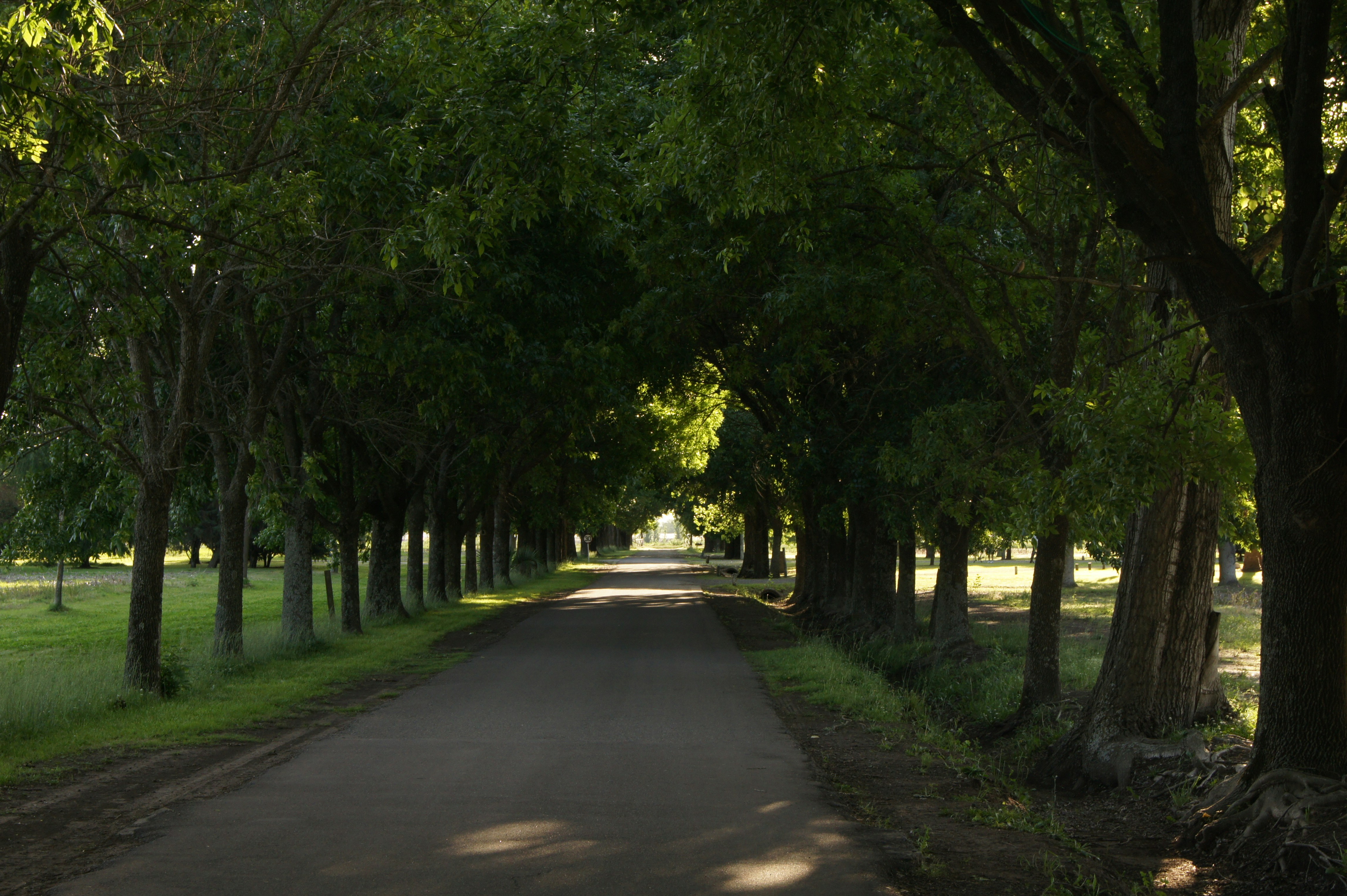 A tranquil road lined with lush trees, creating a natural archway that invites exploration. Sunlight filters through the leaves, illuminating the path ahead.