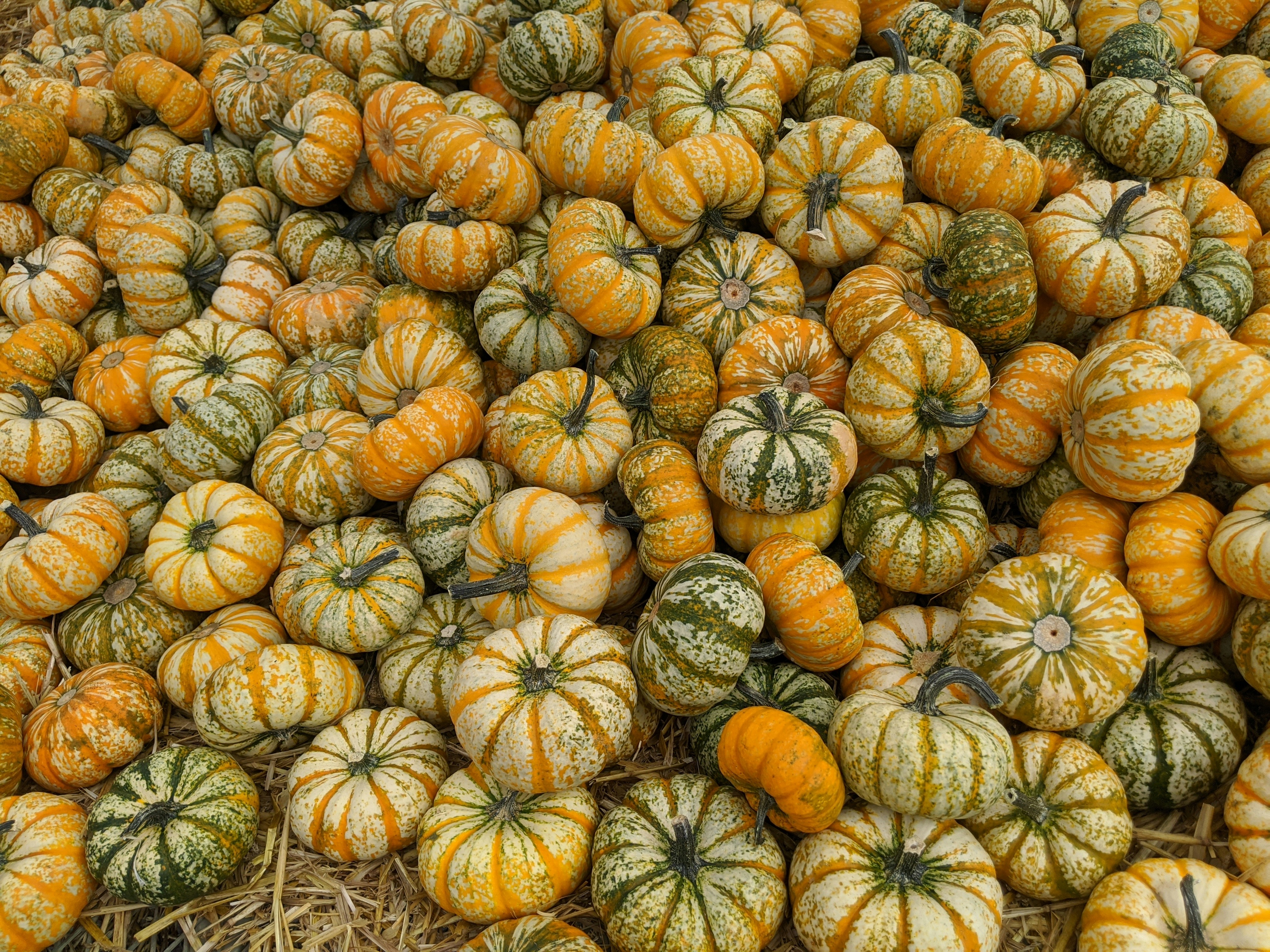 Harvest Mosaic: A Tapestry of Autumn's Bounty