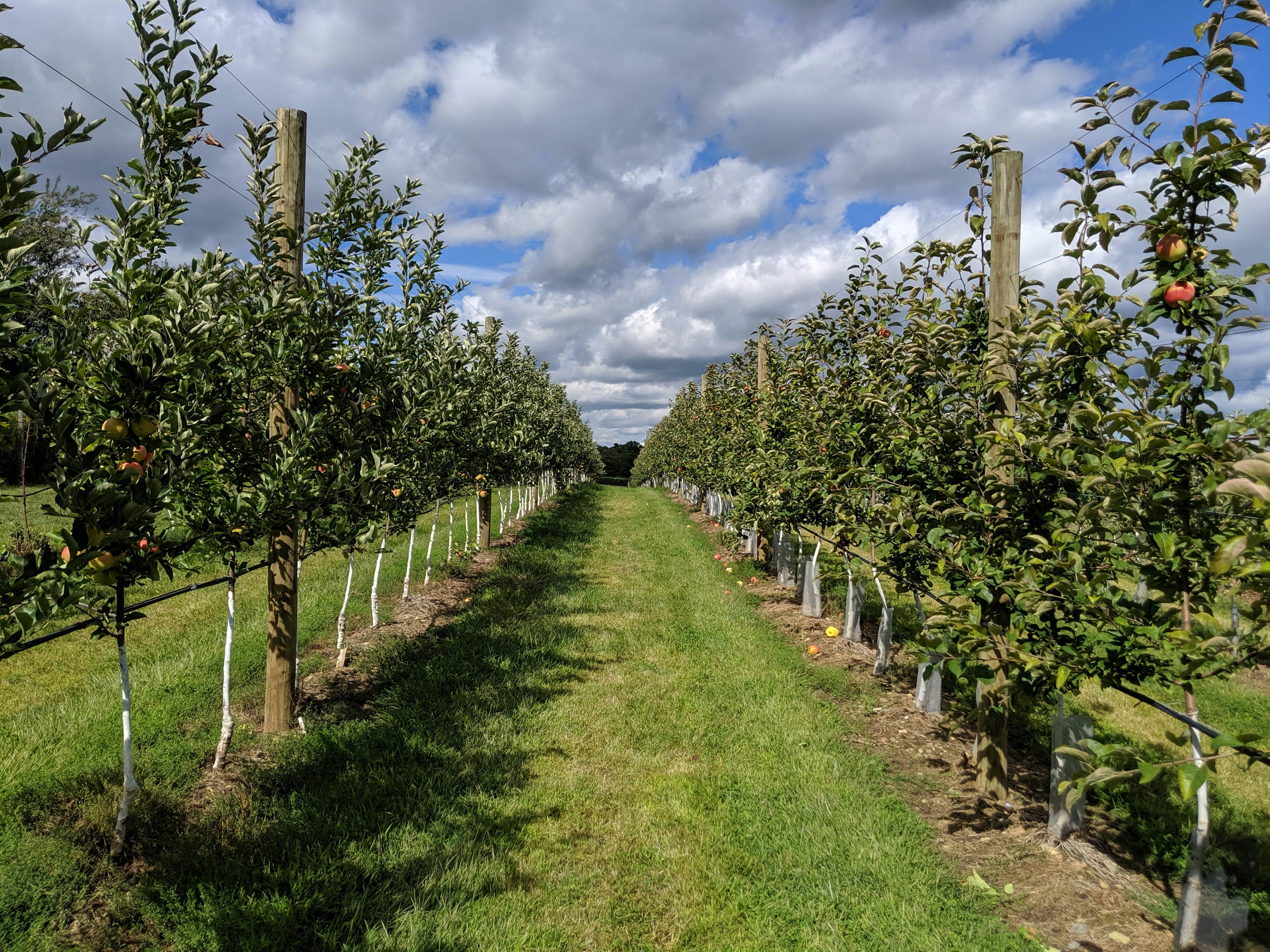 A row of apple trees in an apple orchard photo – Free Tree Image on ...