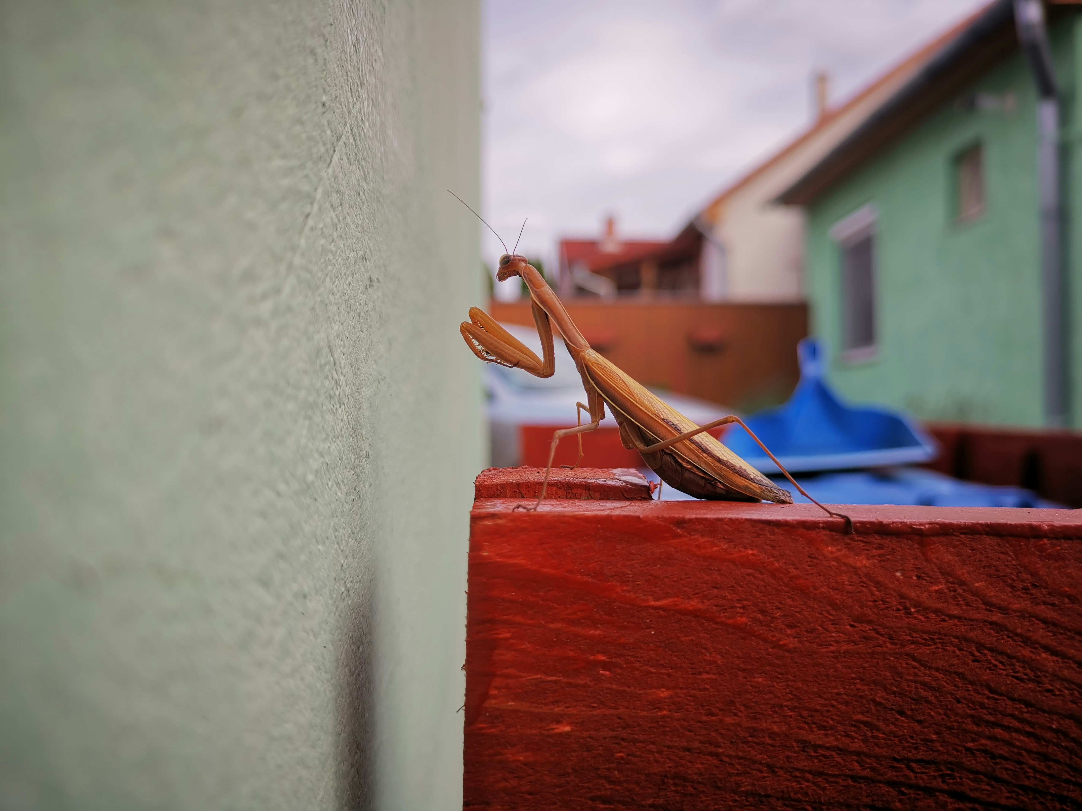 Una oración orando orando orando orando orando foto – Imagen de Animal ...