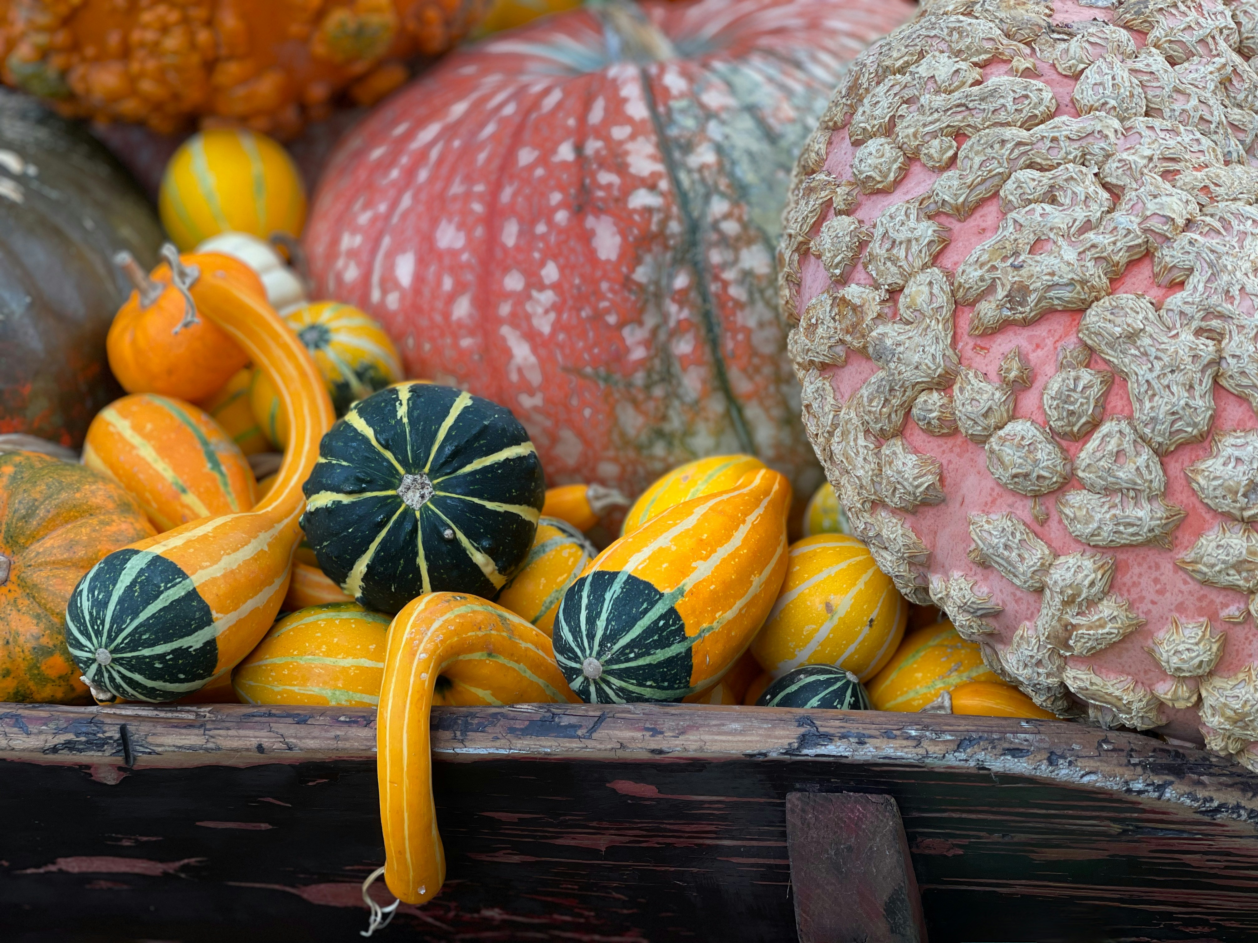 A basket filled with lots of different types of gourds photo – Free ...