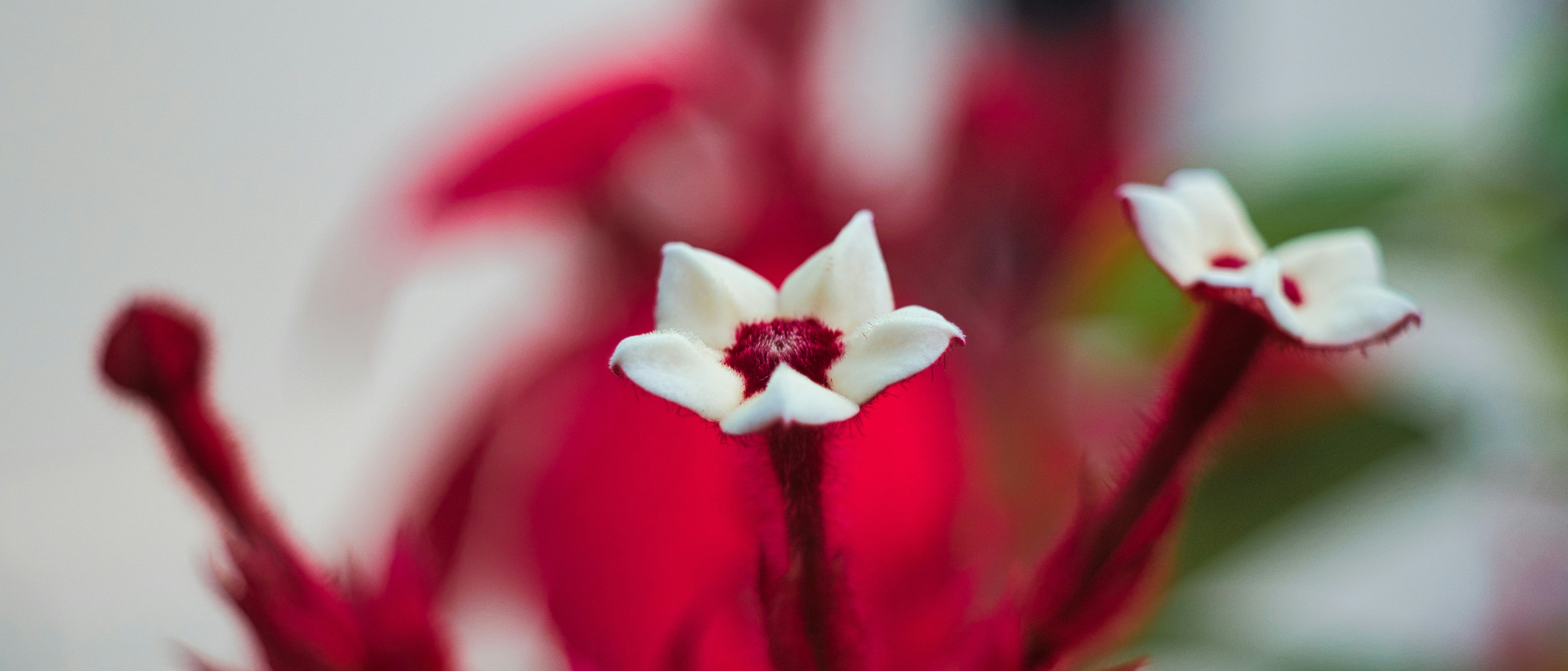White-purred Bloom with Crimson Backdrop