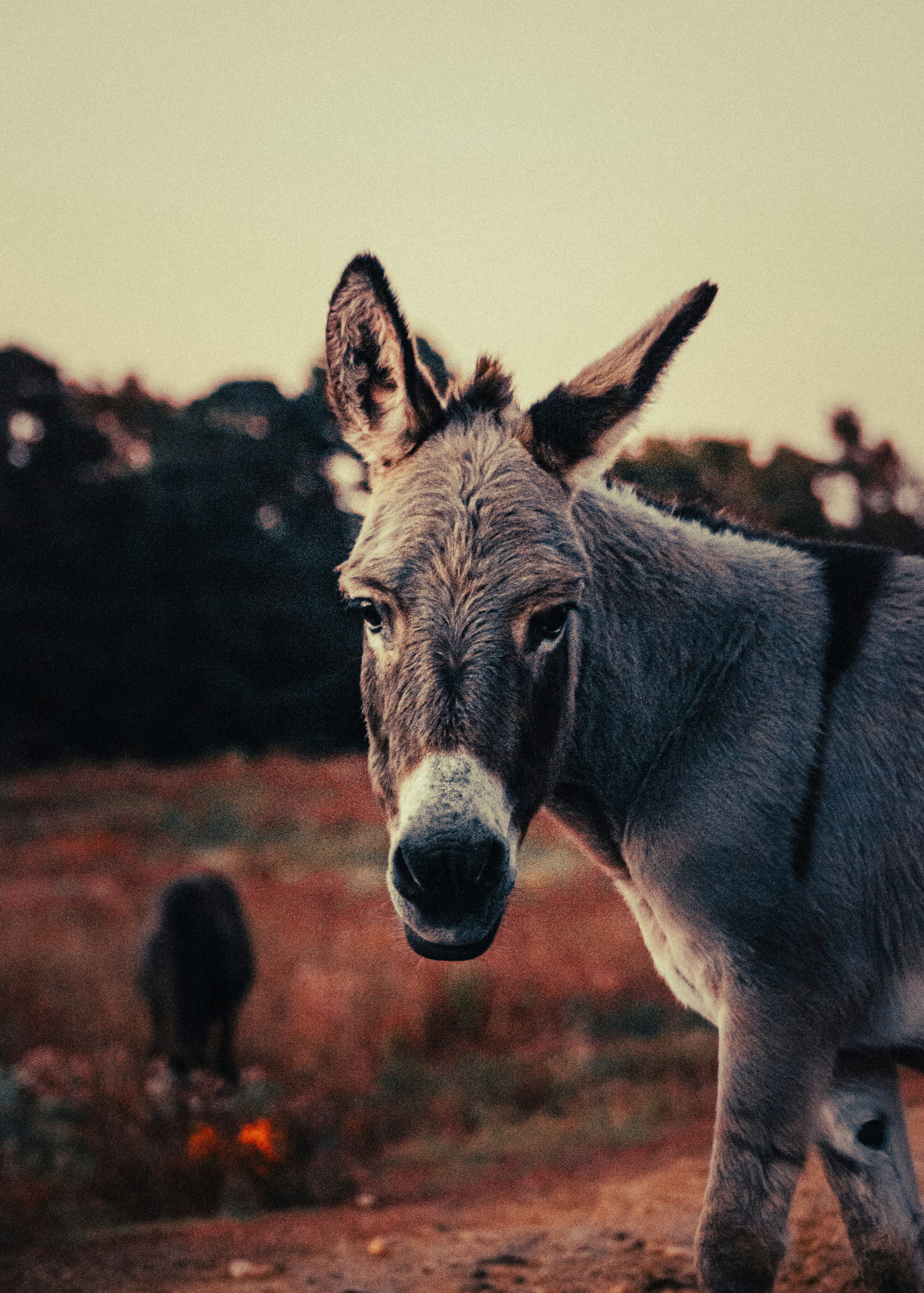 A curious donkey gazes directly at the viewer in a softly lit field during twilight. Its expressive features are highlighted against a blurred background of grazing companions.
