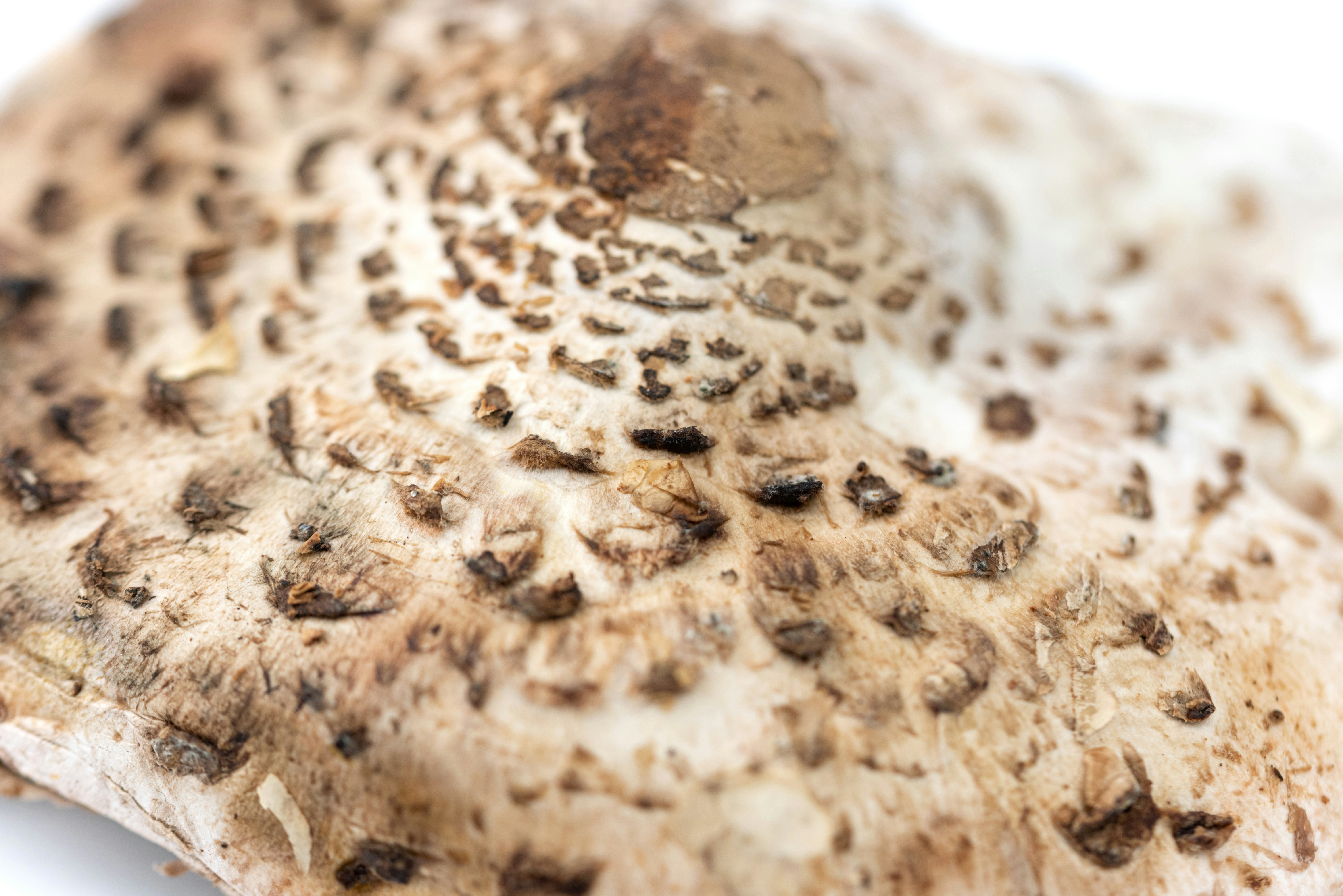 Detailed close-up of a mushroom cap showcasing its unique textures and patterns. The natural design highlights the complexity of organic forms.