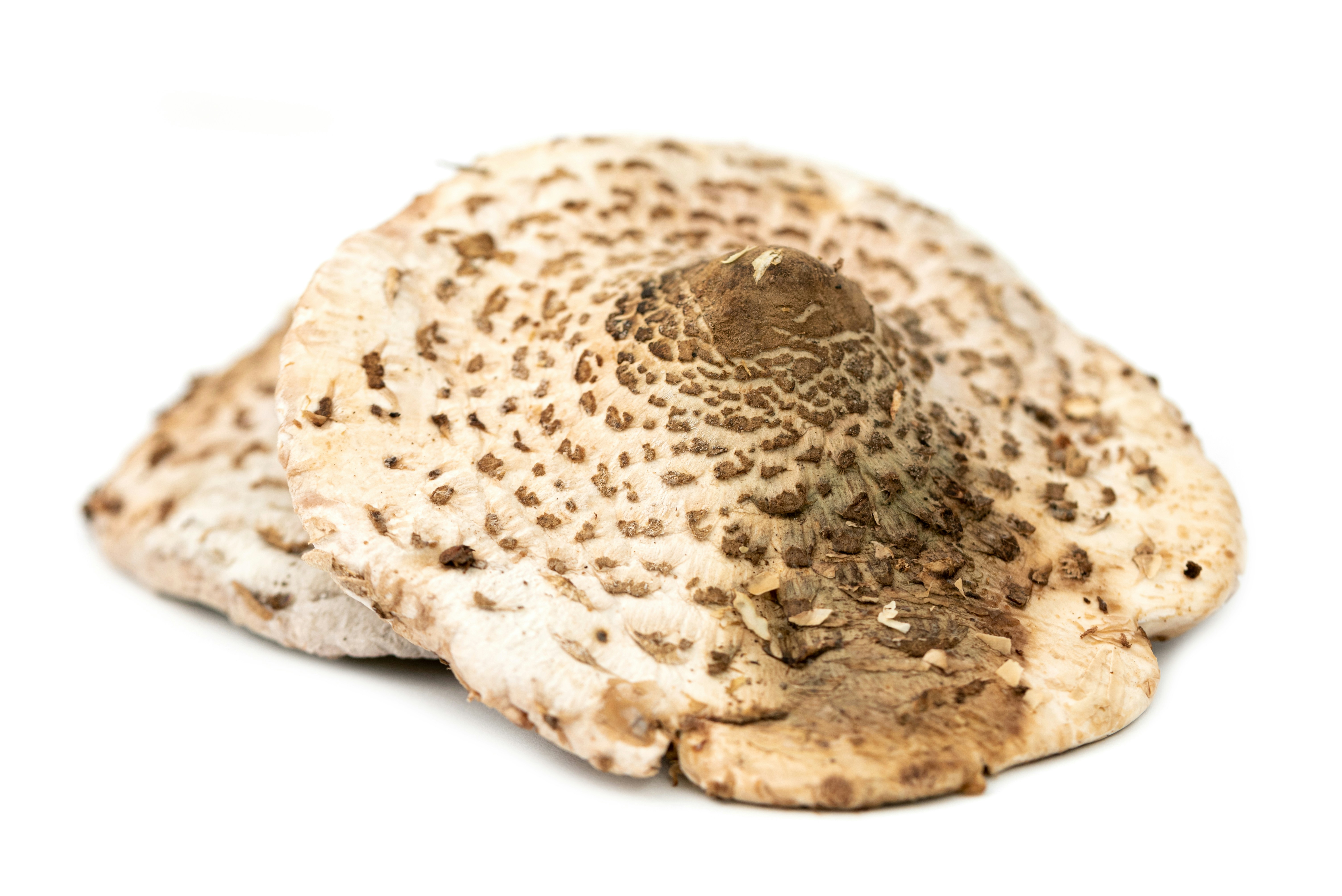 Close-up of a textured mushroom showcasing its unique patterns and earthy tones. The fungi's intricate details highlight the diversity of natural forms.