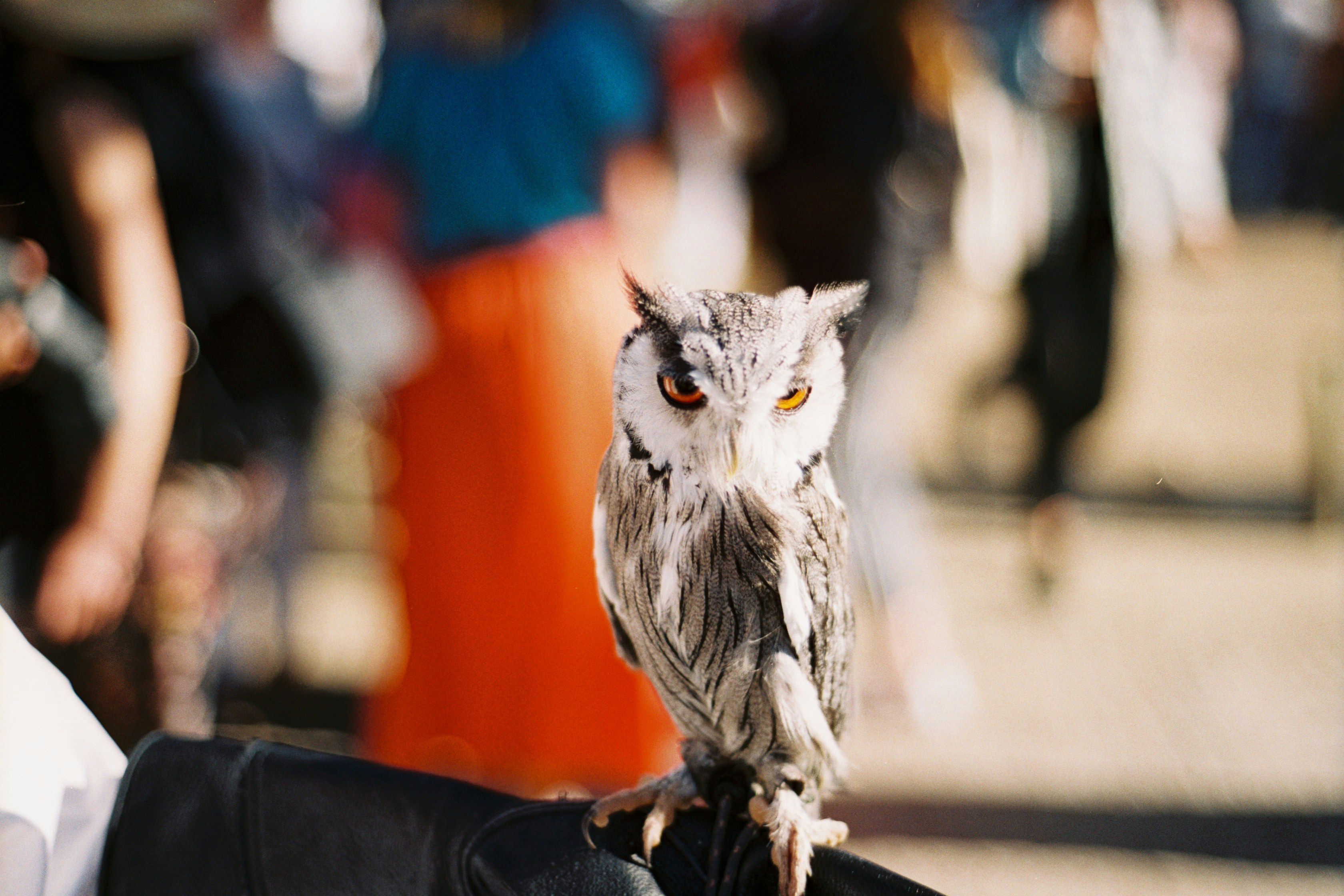 An owl perched on the arm of a person photo – Free Person Image on Unsplash