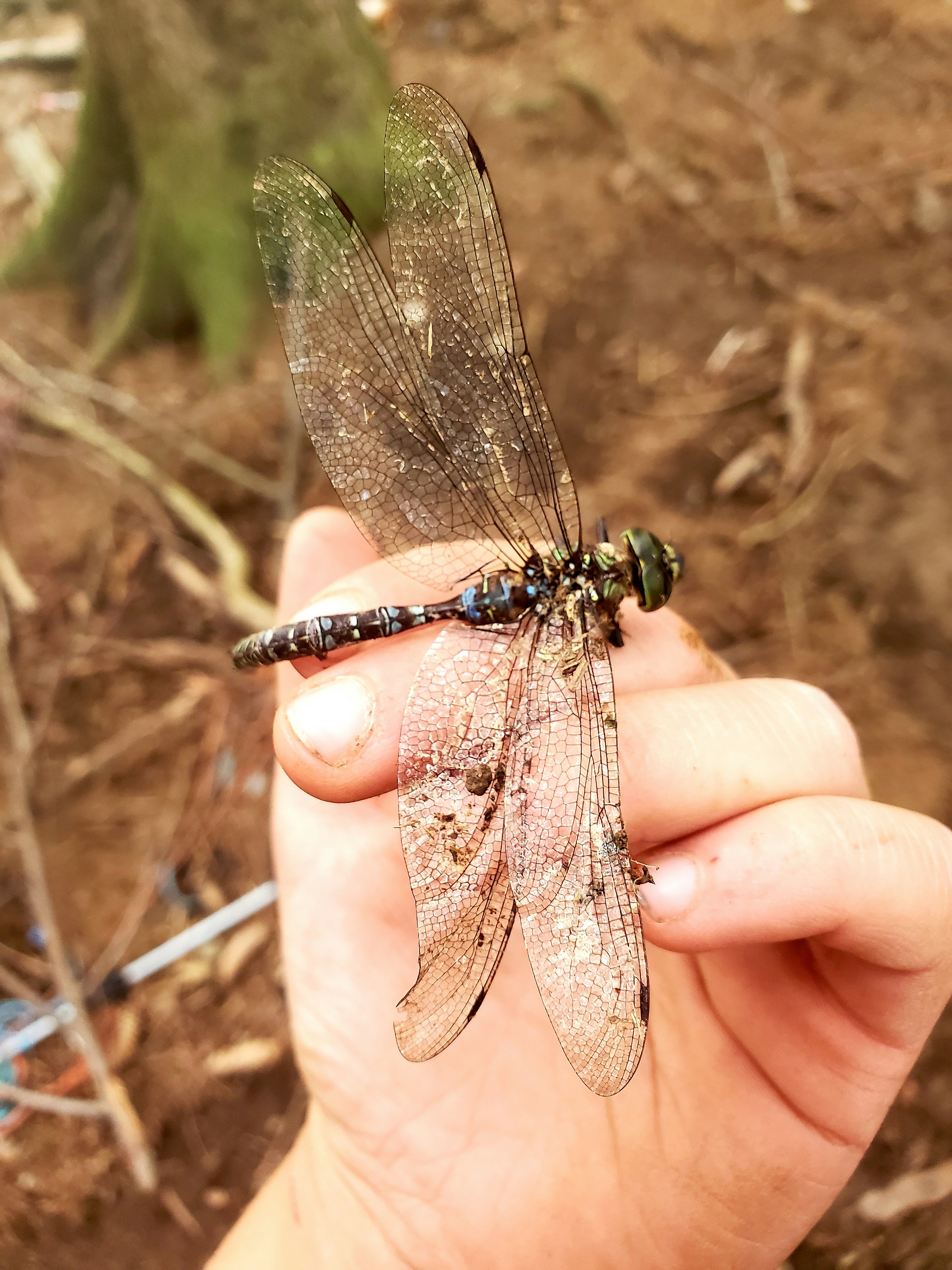 A person holding a dragonfly in their hand photo – Free Human Image on ...