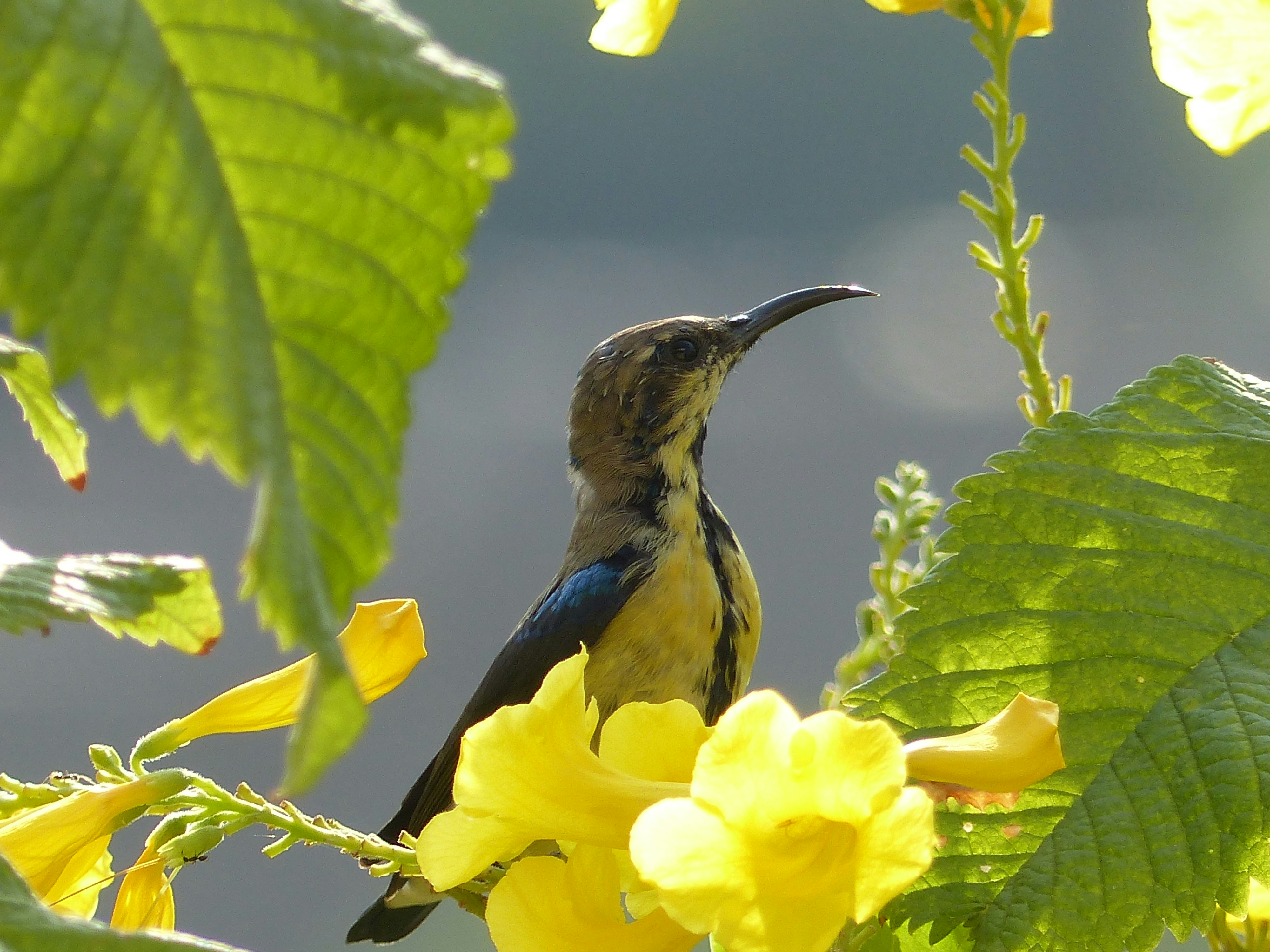 Sunlit Hummingbird Among Yellow Trumpet Blossoms