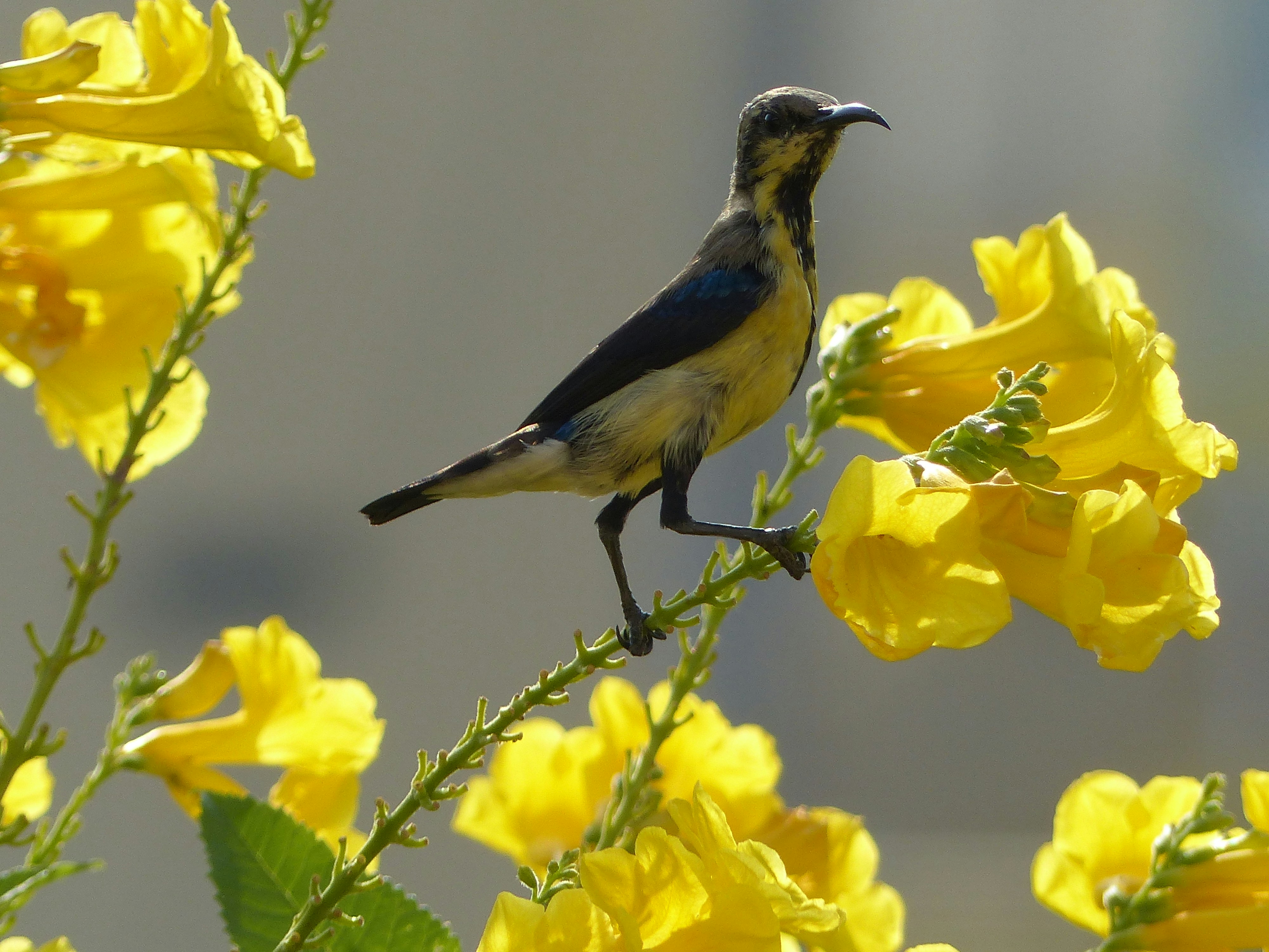 Gold on a Perch: A Sunbird Among Yellow Blooms