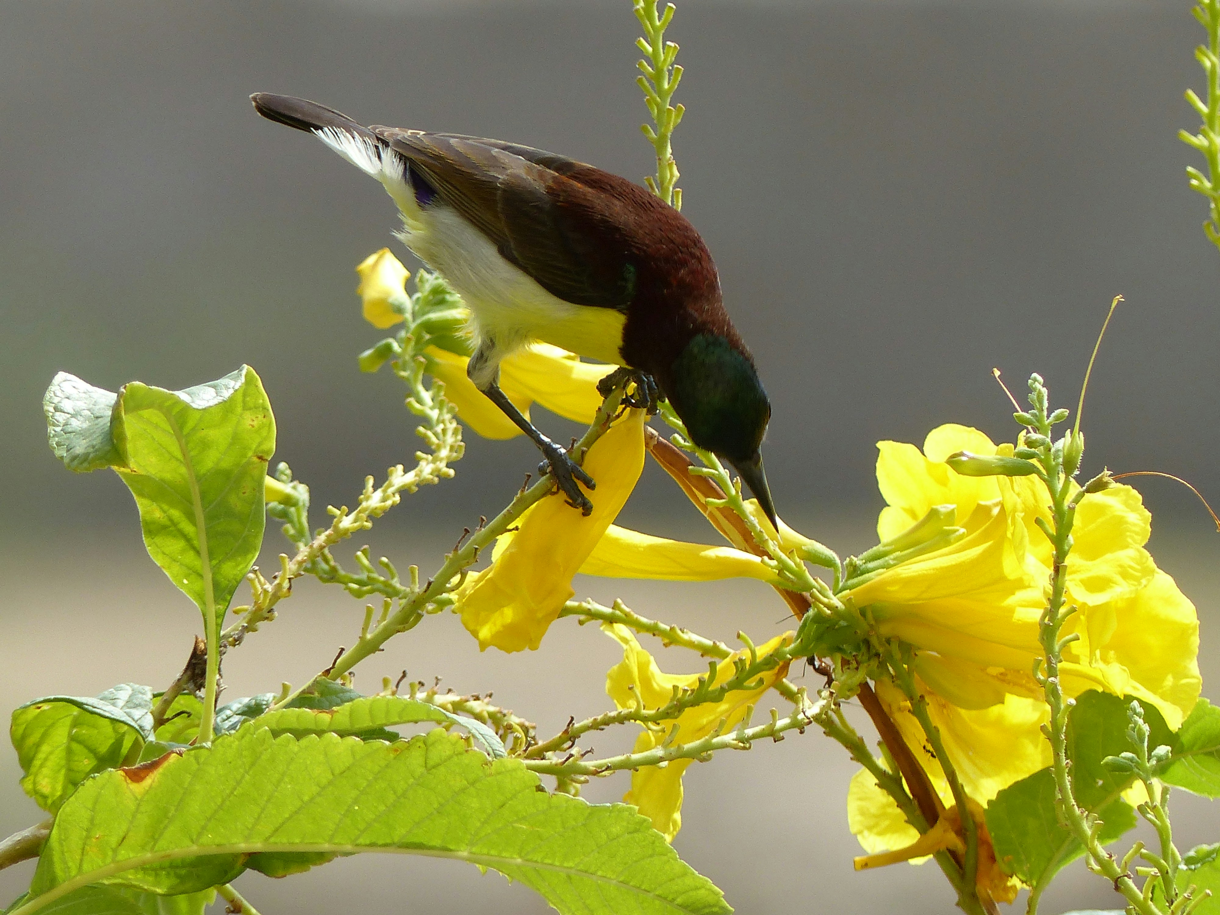 A small bird perched on a yellow flower photo – Free Flower Image on ...