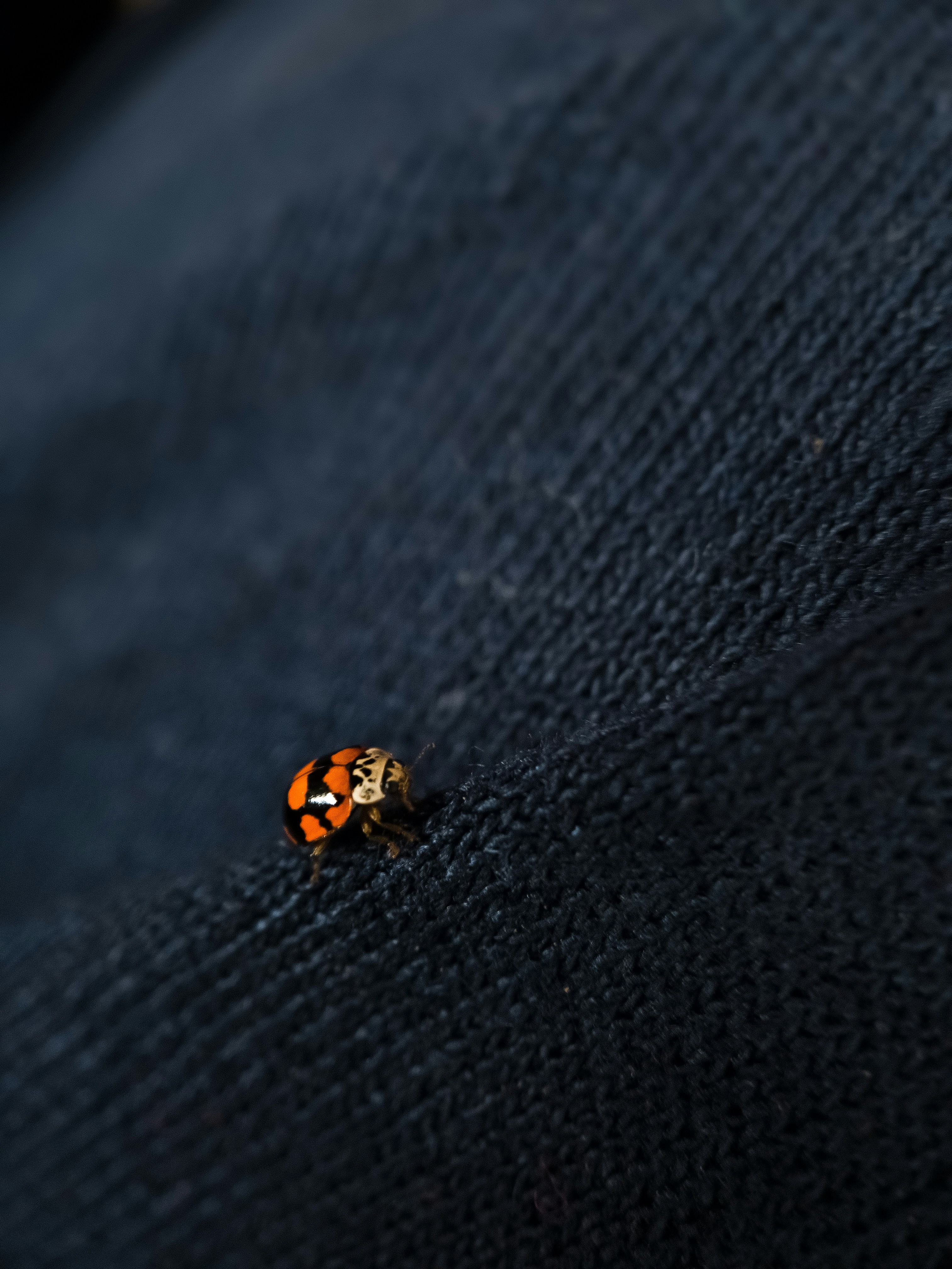 Foto Un pequeño insecto naranja y negro en un paño negro – Imagen ...