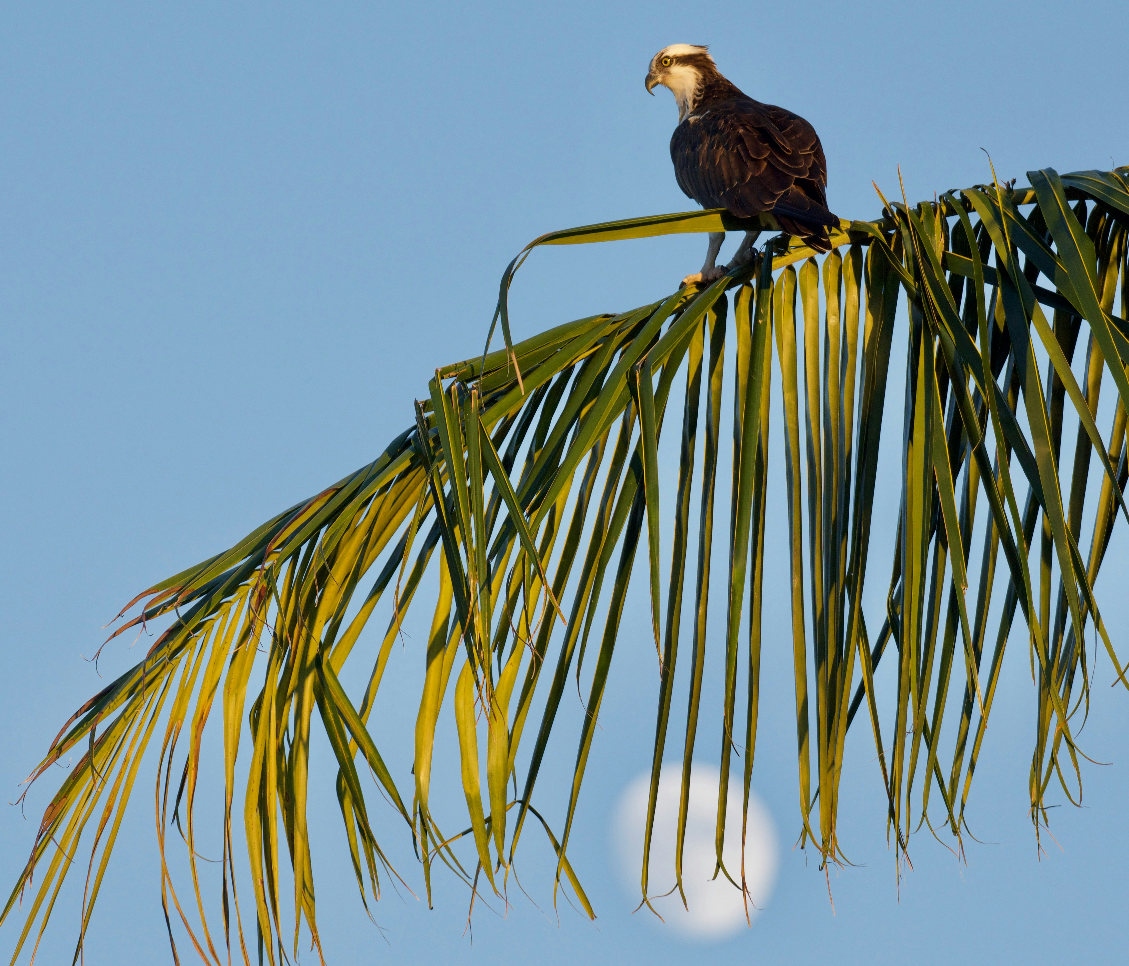 Sunlit Serpent Eagle Guarding the Palm Crown