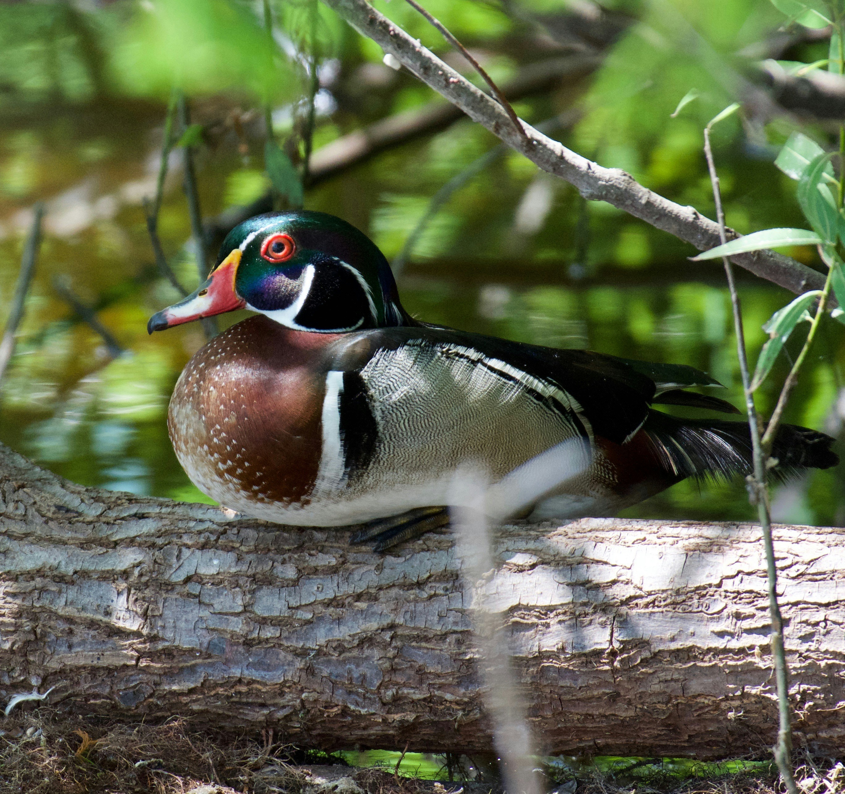 Canard Branchu Debout