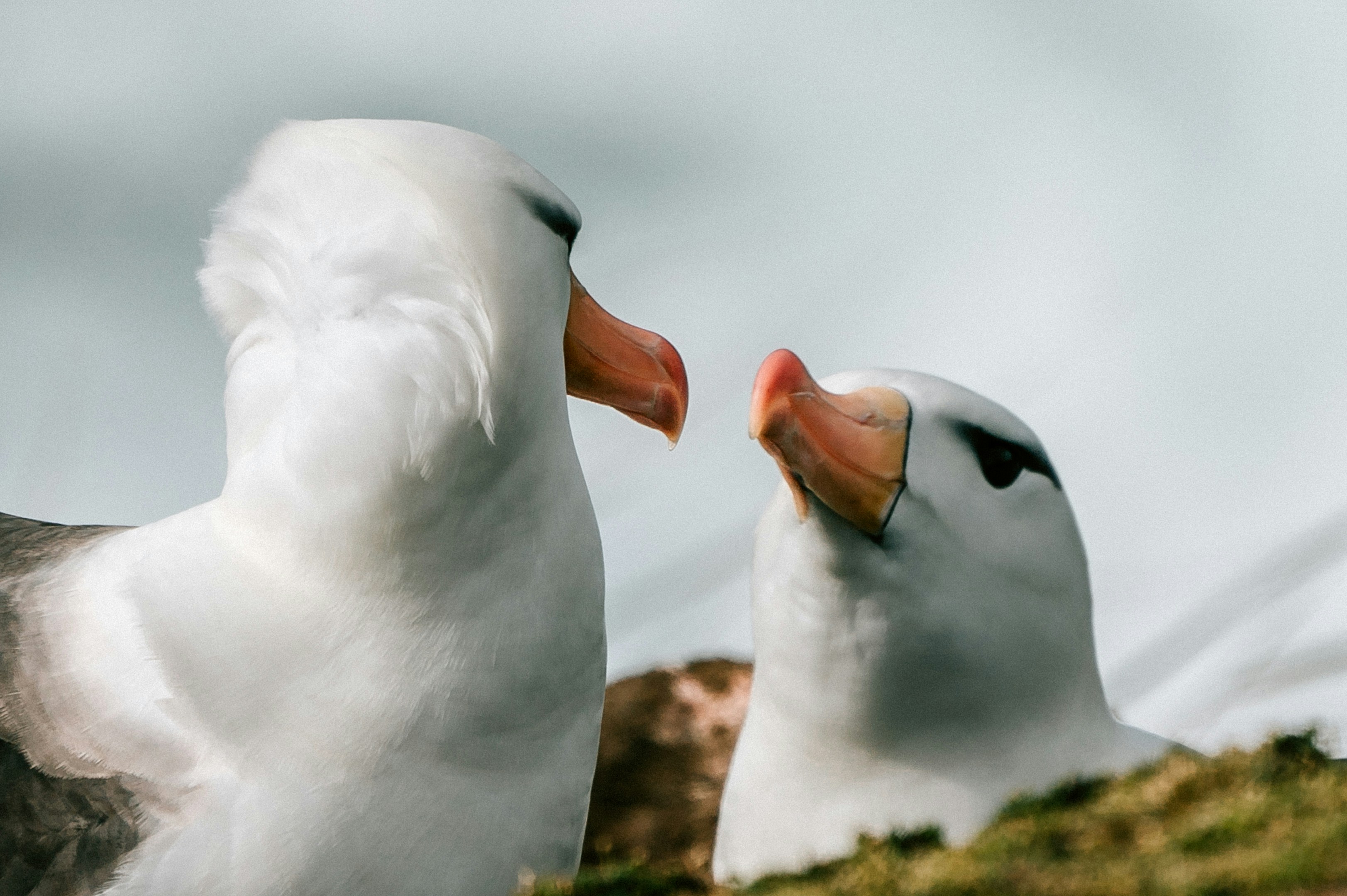 Two albatrosses engage in a tender display, showcasing their vibrant beaks and expressive features against a soft backdrop.