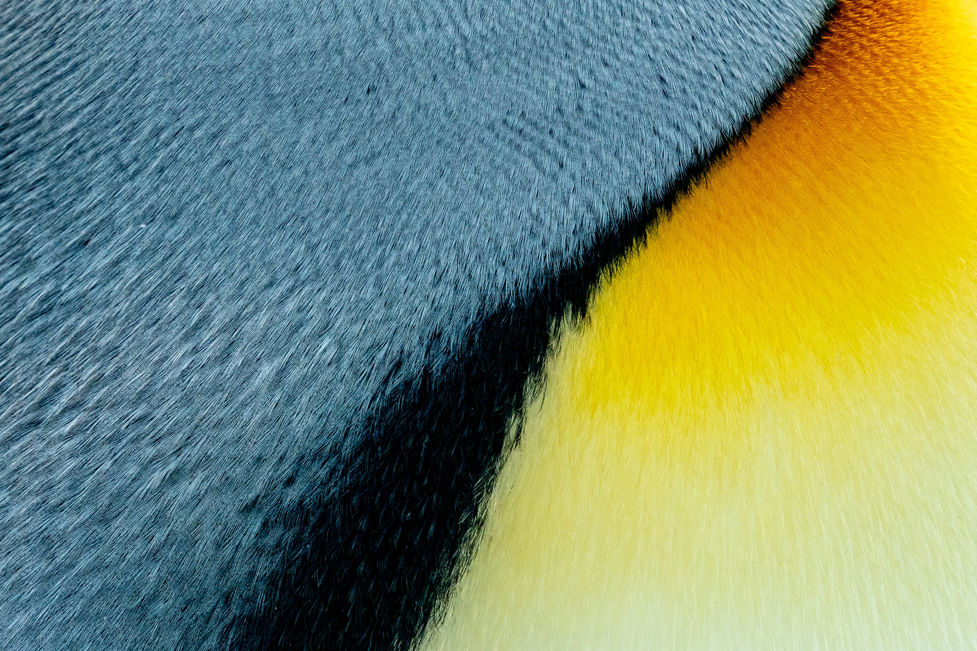 Color Edge: Micro-Texture of a Blue-Yellow Feather