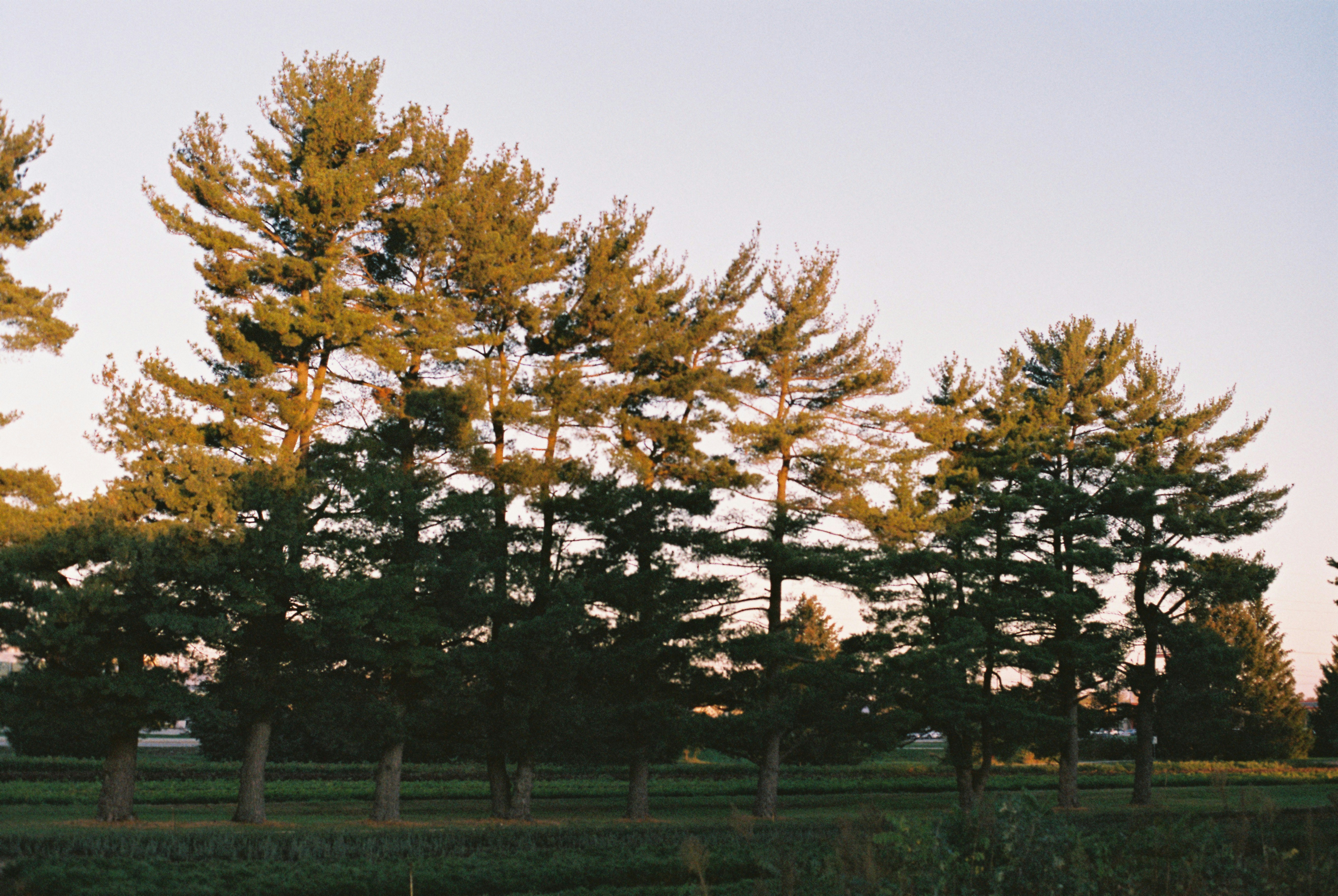 Golden-Tipped Pines Along a Tranquil Field at Dusk