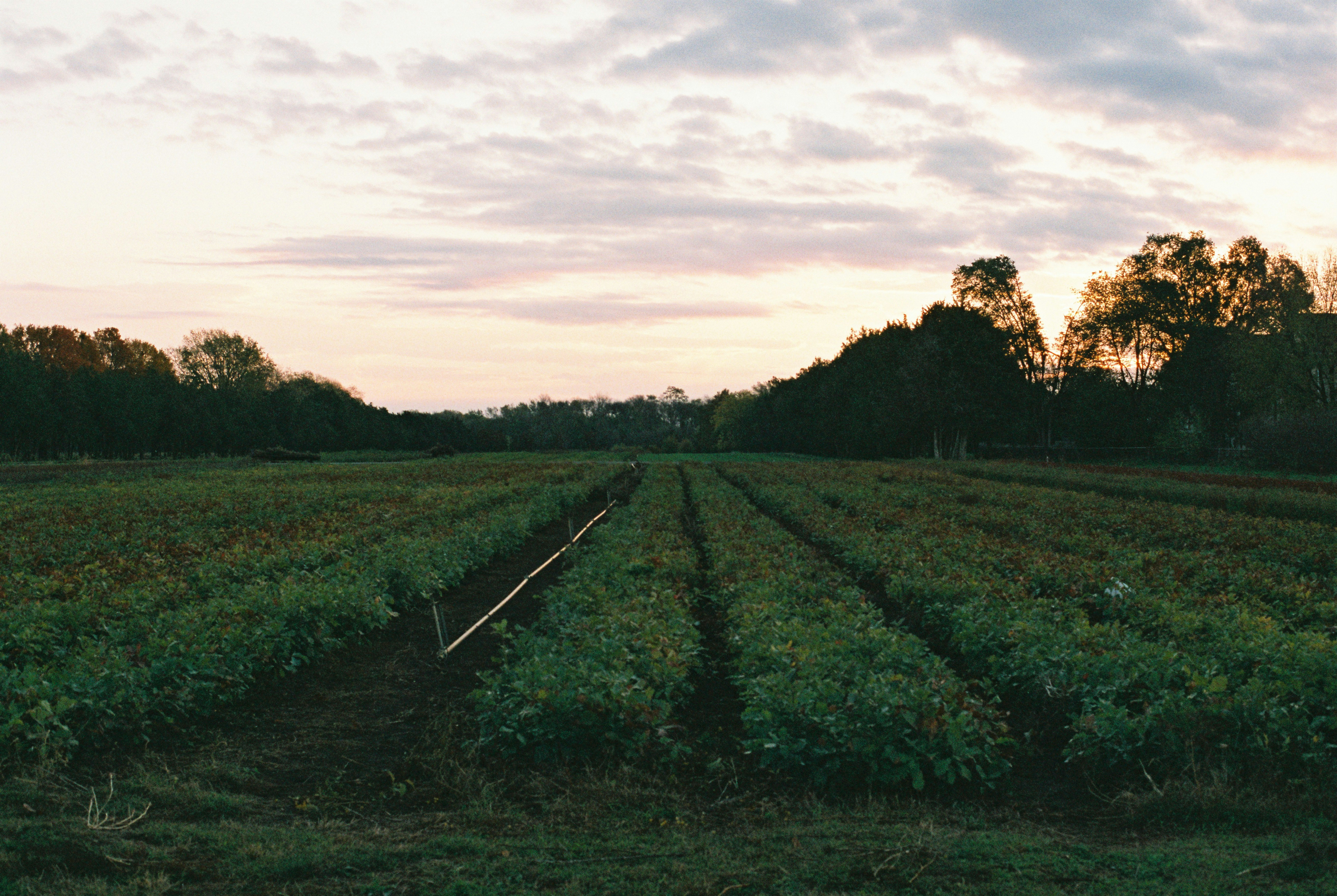 Rows of crops stretch across a field under a twilight sky, showcasing the changing colors of the season. The scene captures the essence of rural tranquility.