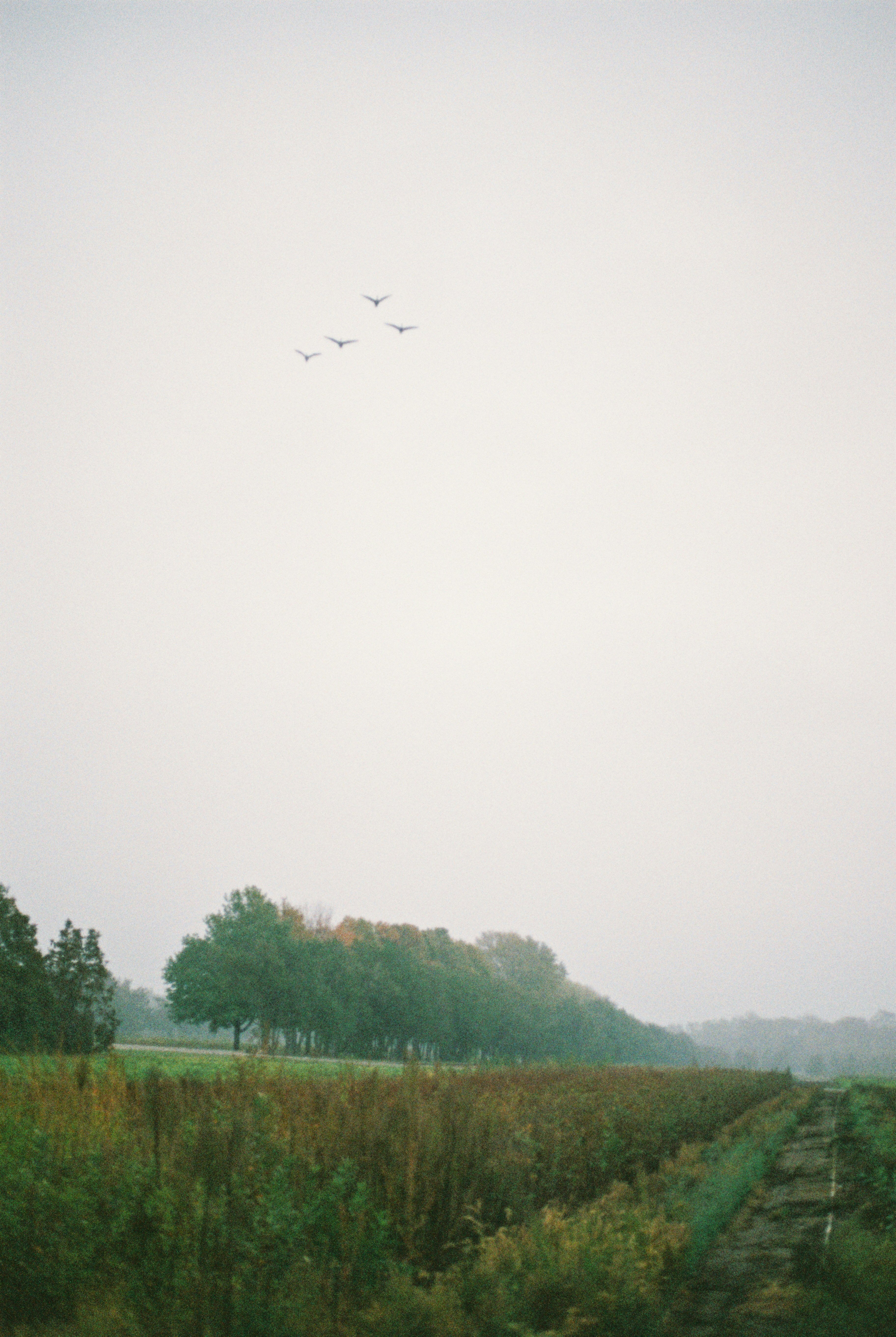 Vast Quiet Sky: A Flock Above the Field at Dawn