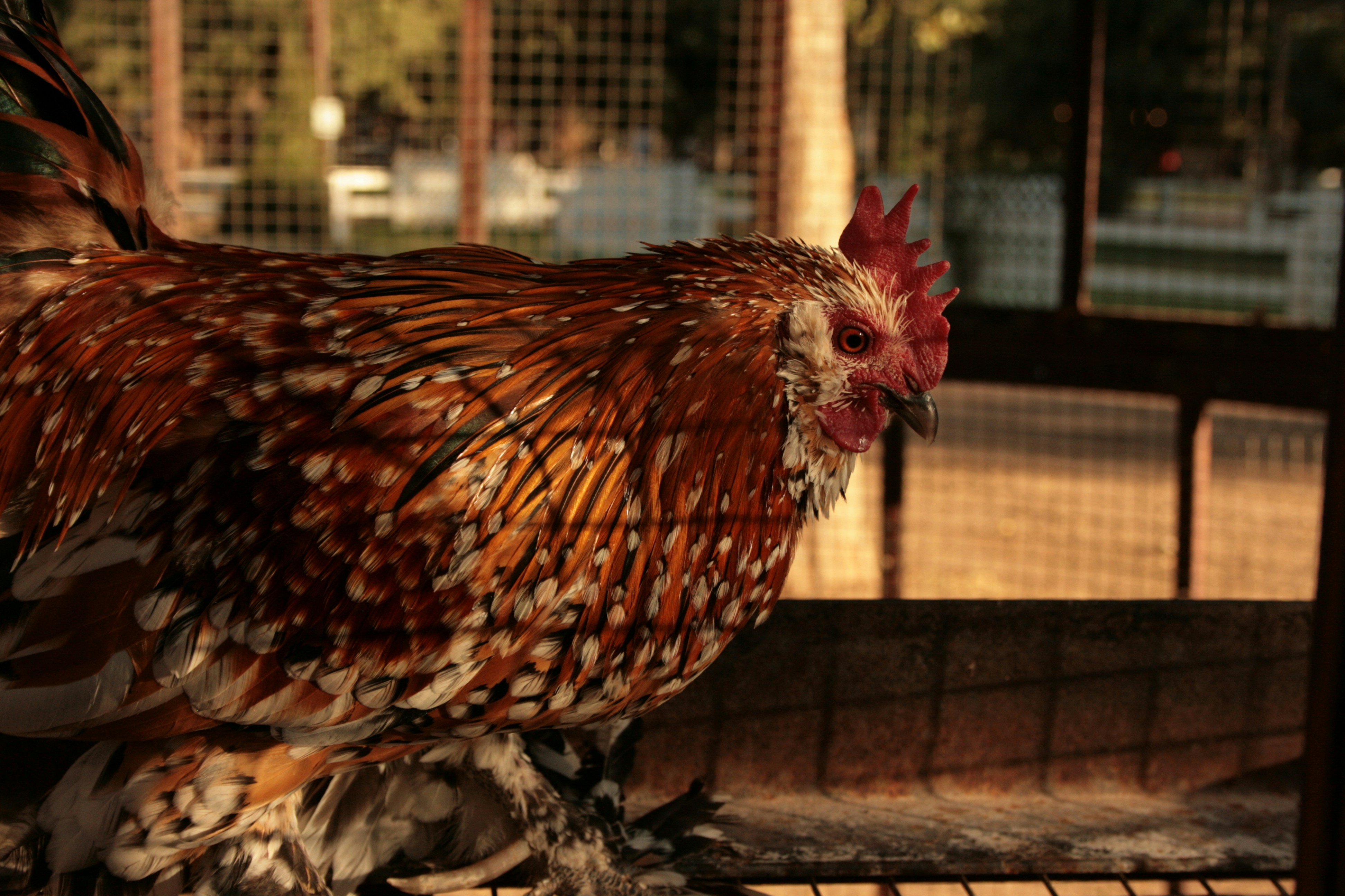 The Regal Rooster: A Study in Feathers and Light