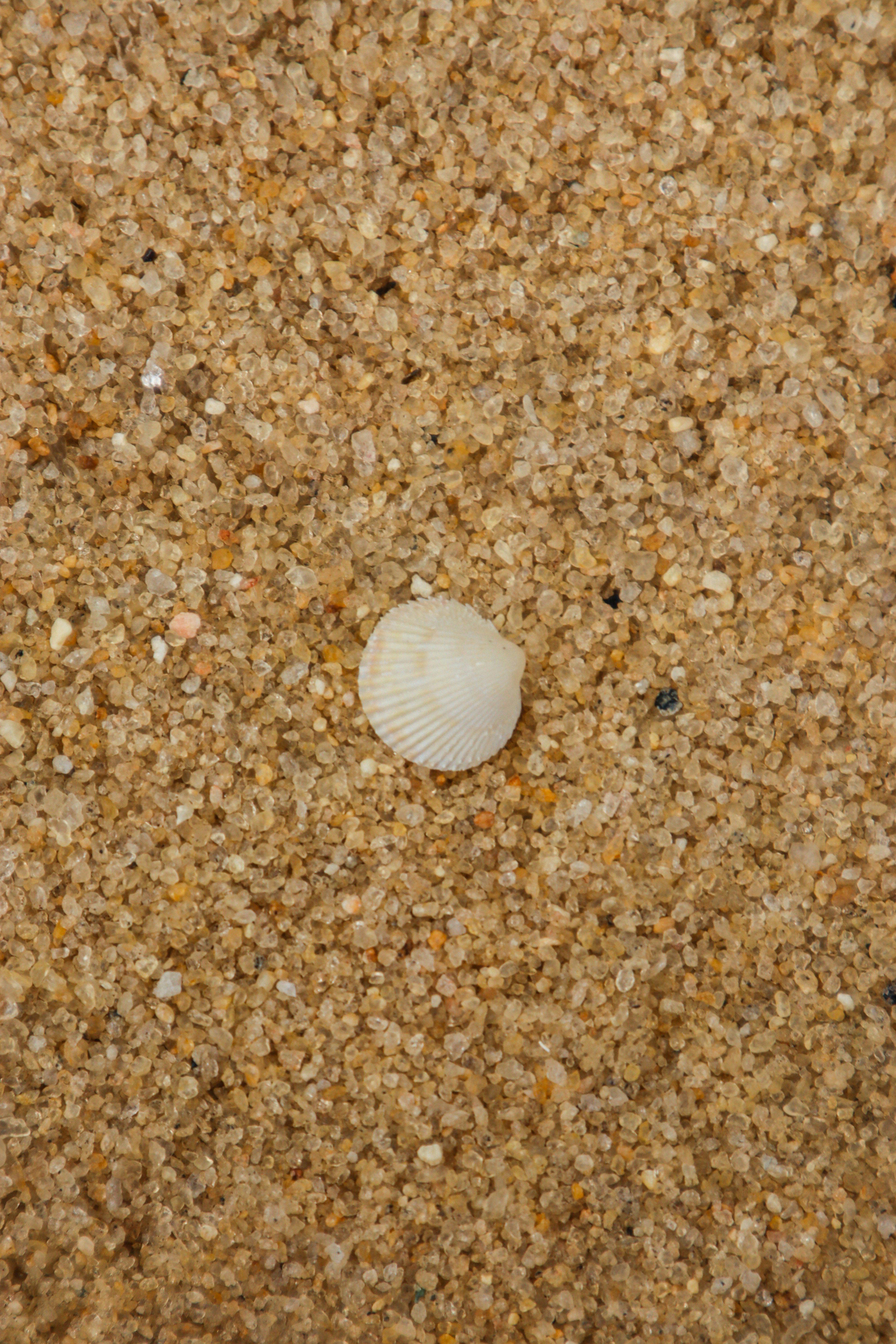 Single scallop shell resting on a bed of fine sand, highlighting the contrast between the smooth shell and the textured grains beneath.