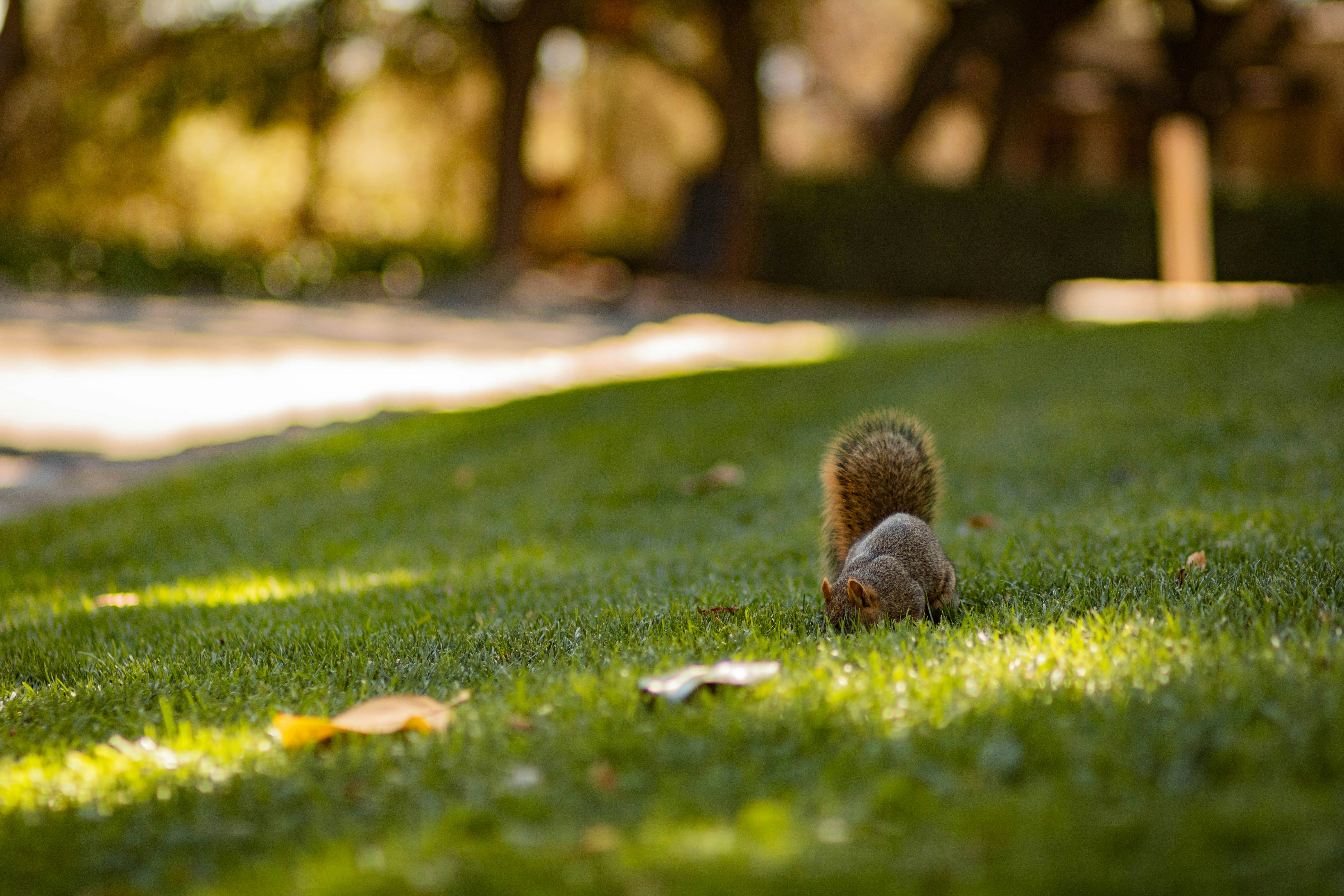 rooting for food :)