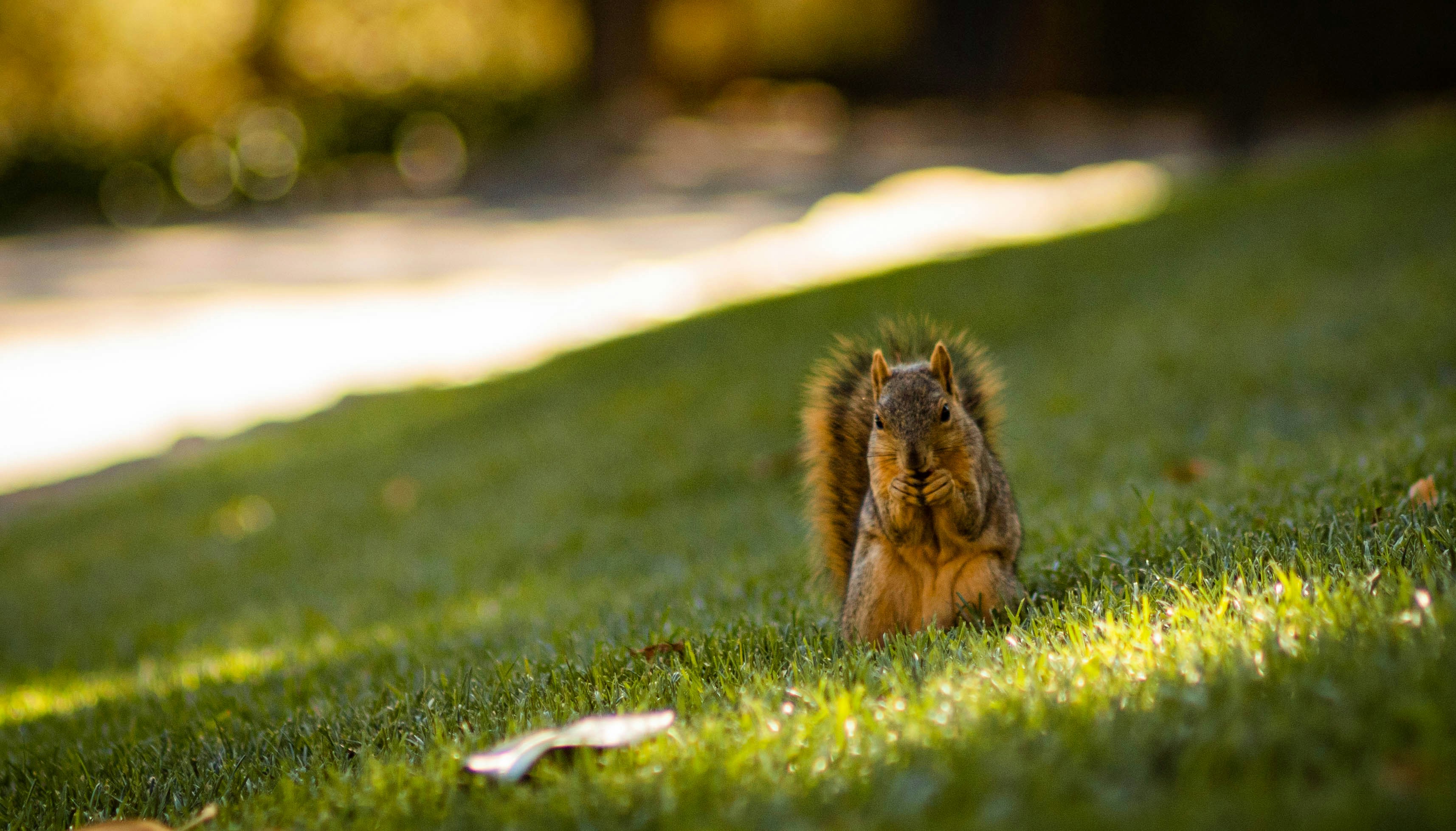 a squirrel is sitting in the grass eating