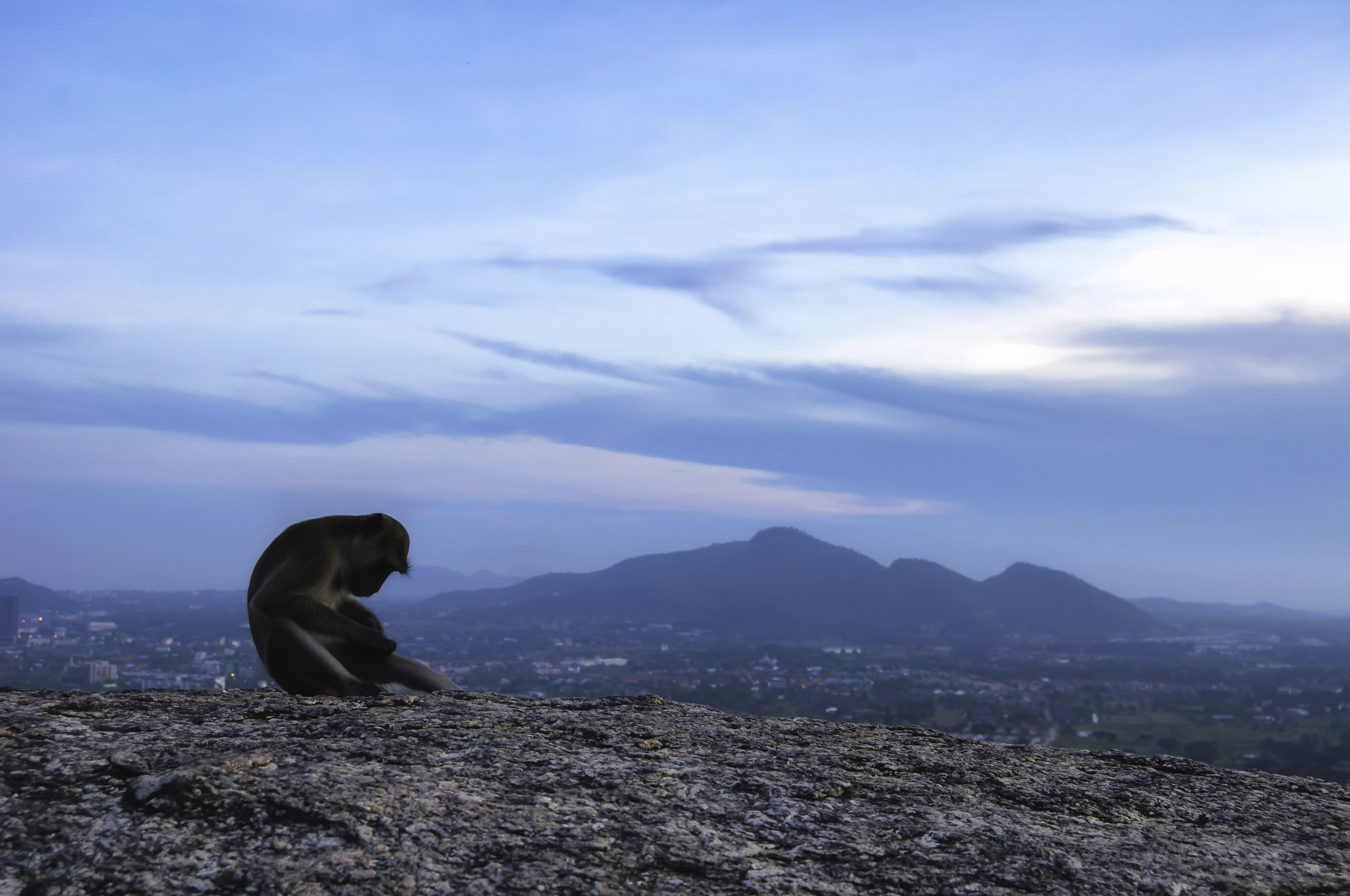 Lone macaque on a granite ledge watching the valley below