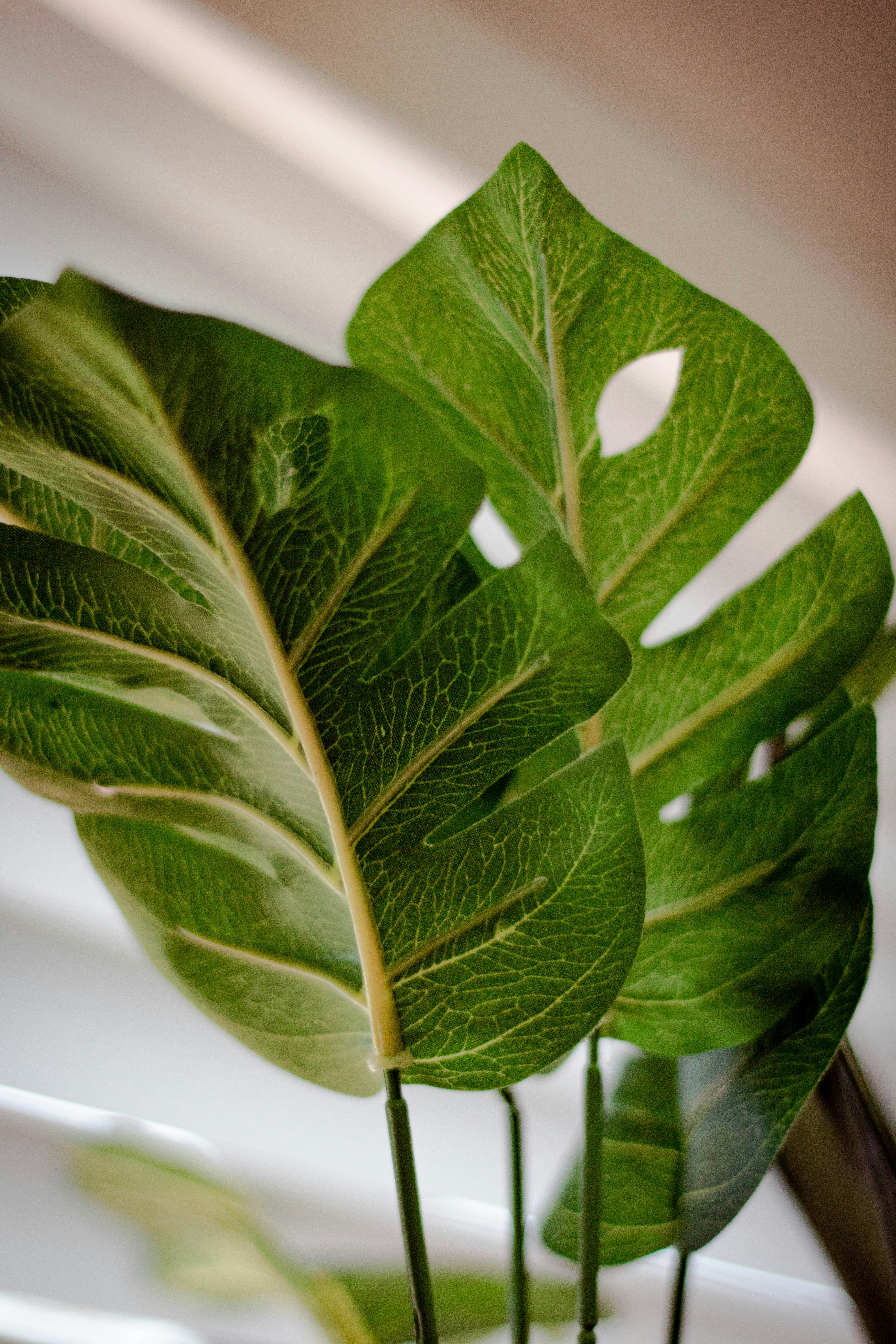 Close-up of a vibrant Monstera leaf showcasing its unique texture and patterns against a softly blurred background.
