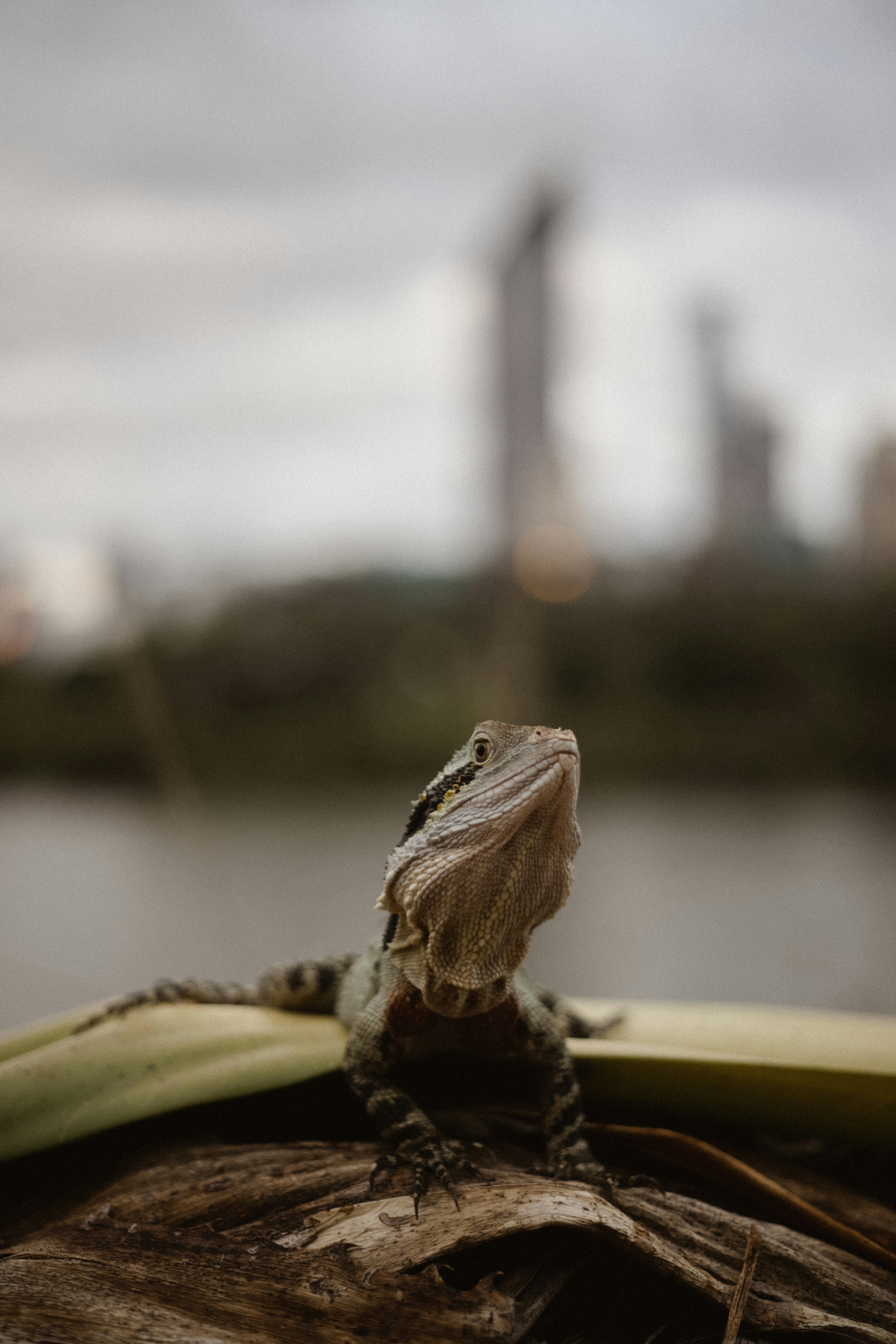 a small lizard sitting on top of a banana peel