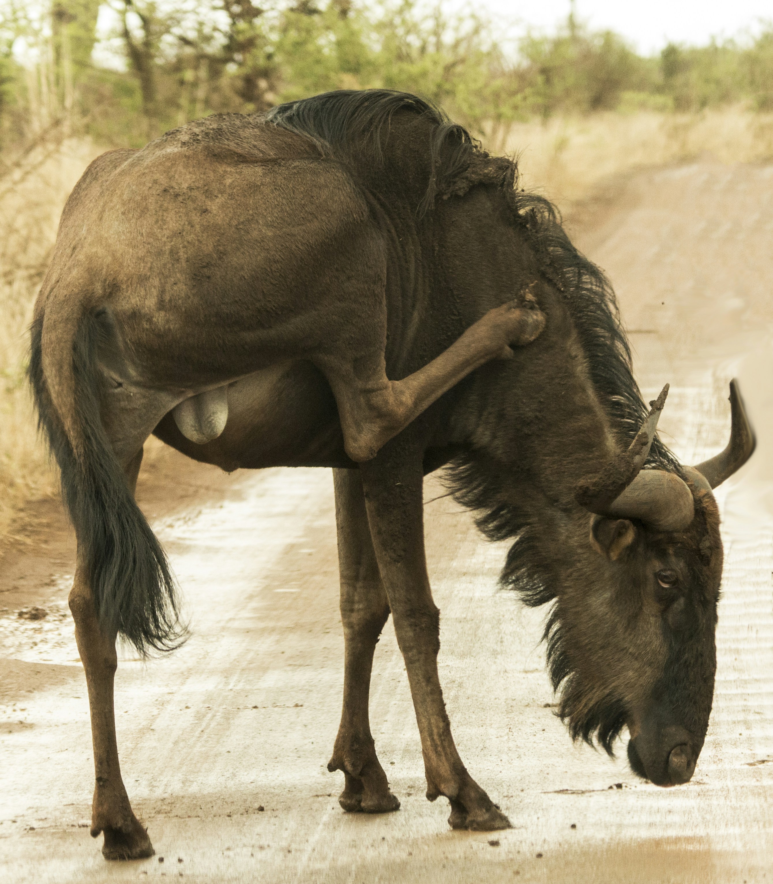 Dust-Dusted Wildebeest Bends to Inspect the Road Under Golden Light