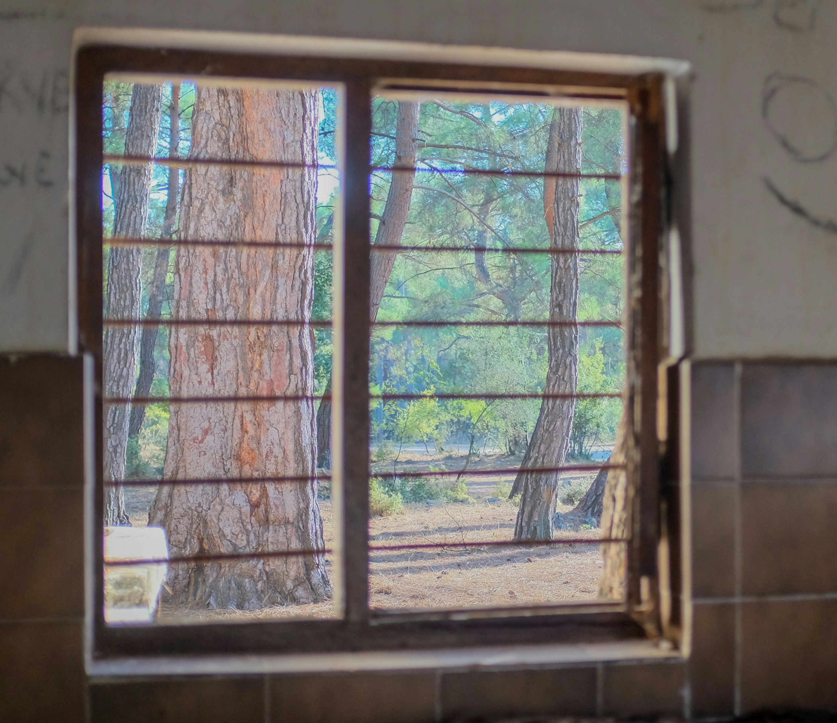 Through the Grilled Frame: Light and Trees Beyond the Window
