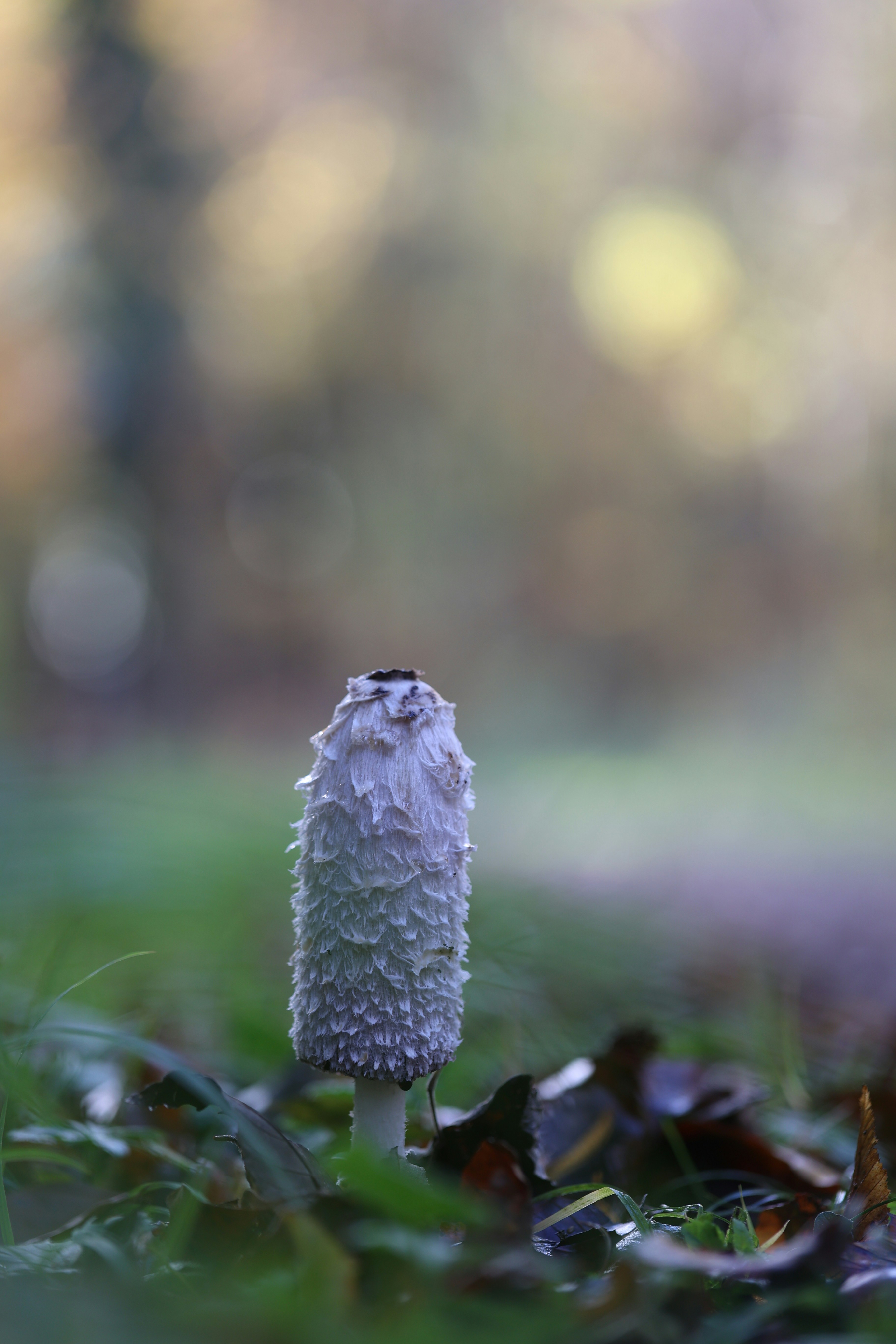 Lone Shaggy Mushroom Emerges from Leaf Litter Under Velvet Autumn Bokeh
