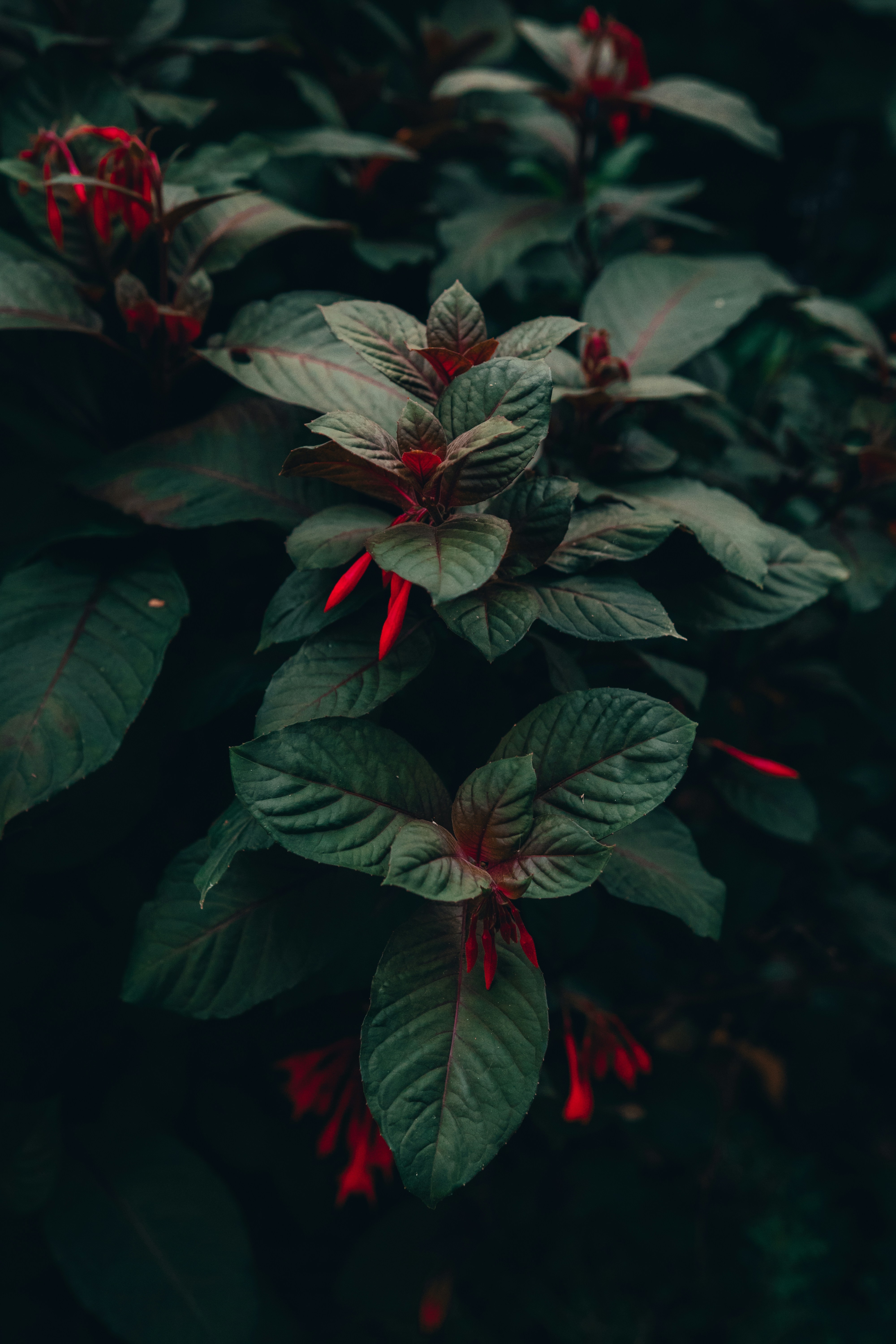 Crimson Spires in Velvet Green Understory