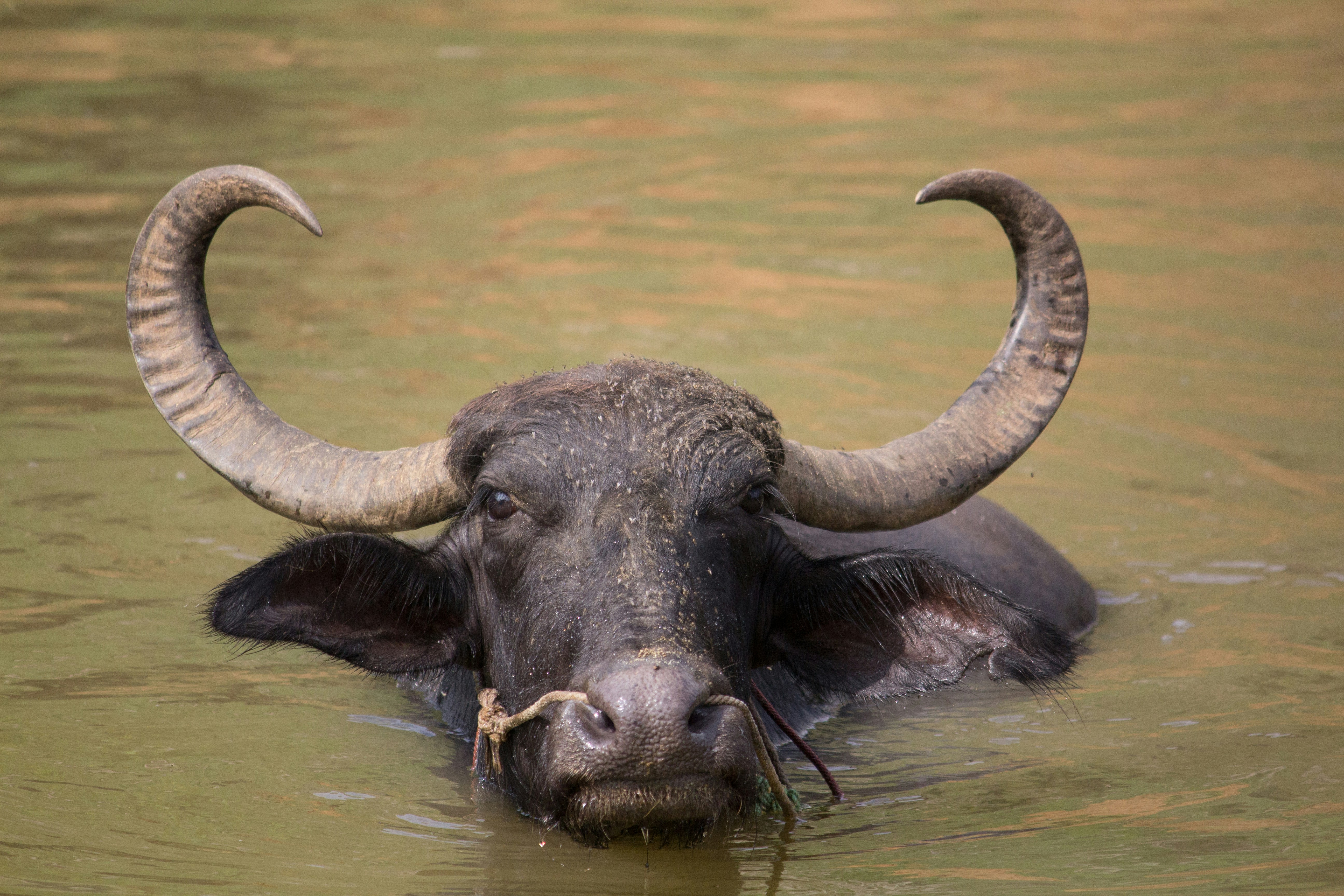 Water buffalo partially submerged in a tranquil pond, with horns prominently displayed and a twig in its mouth.