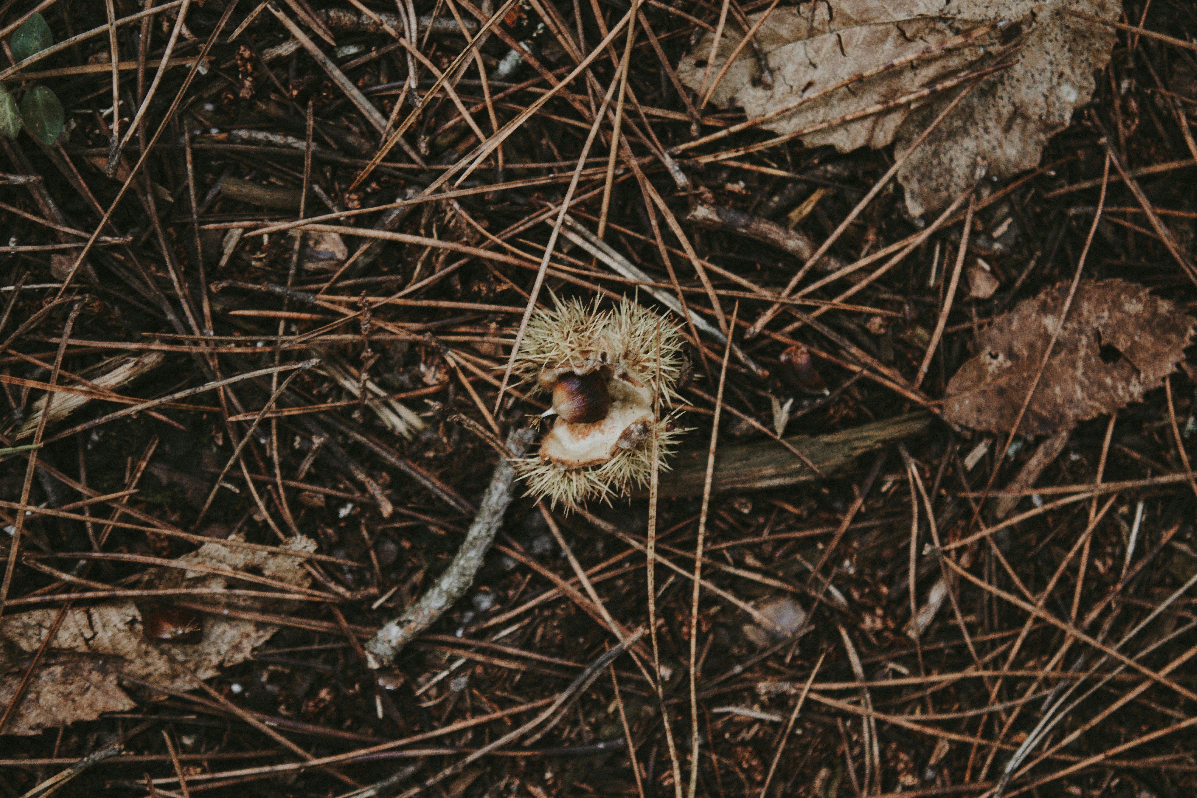 A close-up view of a pine cone surrounded by pine needles and autumn leaves, showcasing intricate textures and earthy tones.