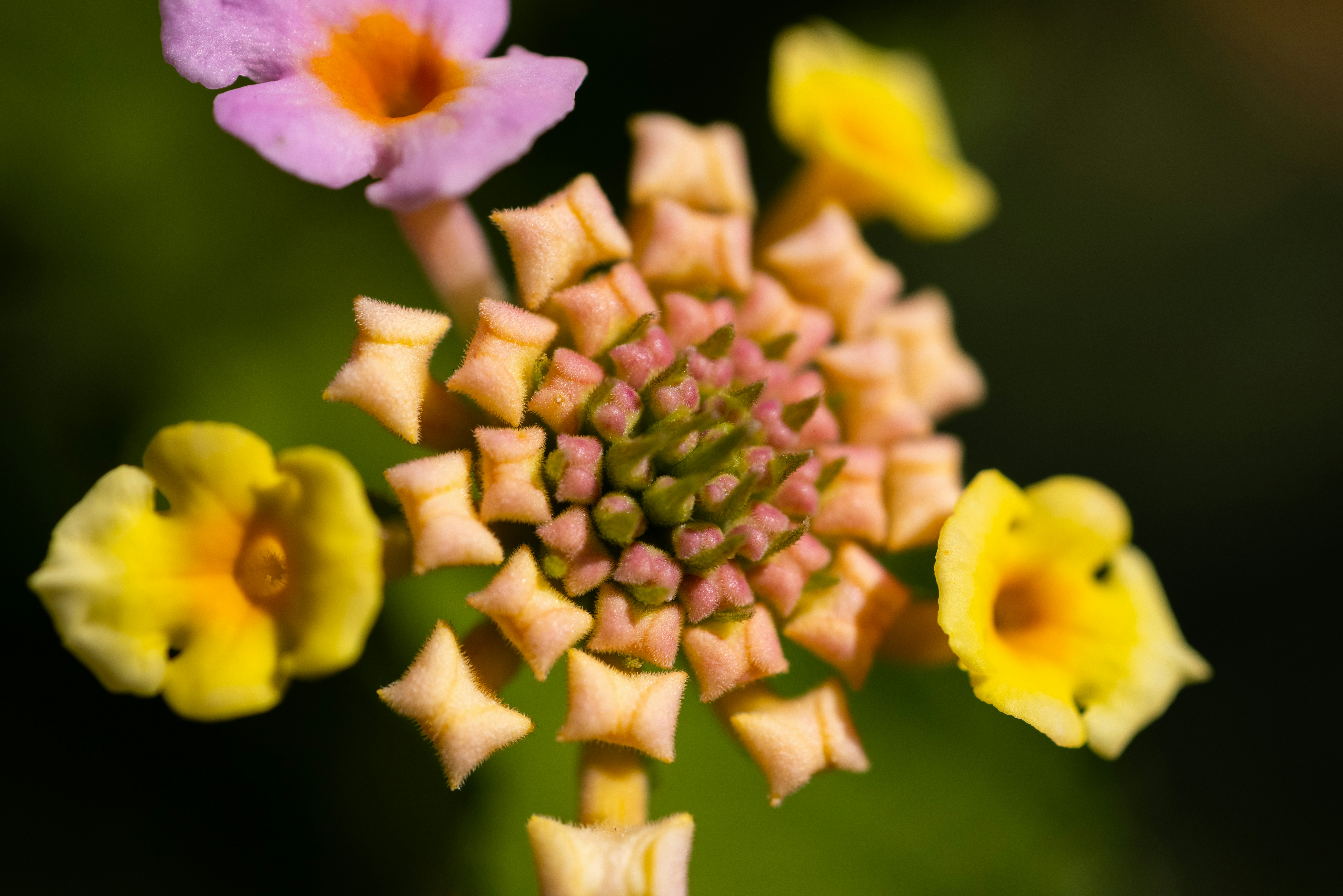 Spiral Core: Macro Portrait of a Flower's Geometric Bloom
