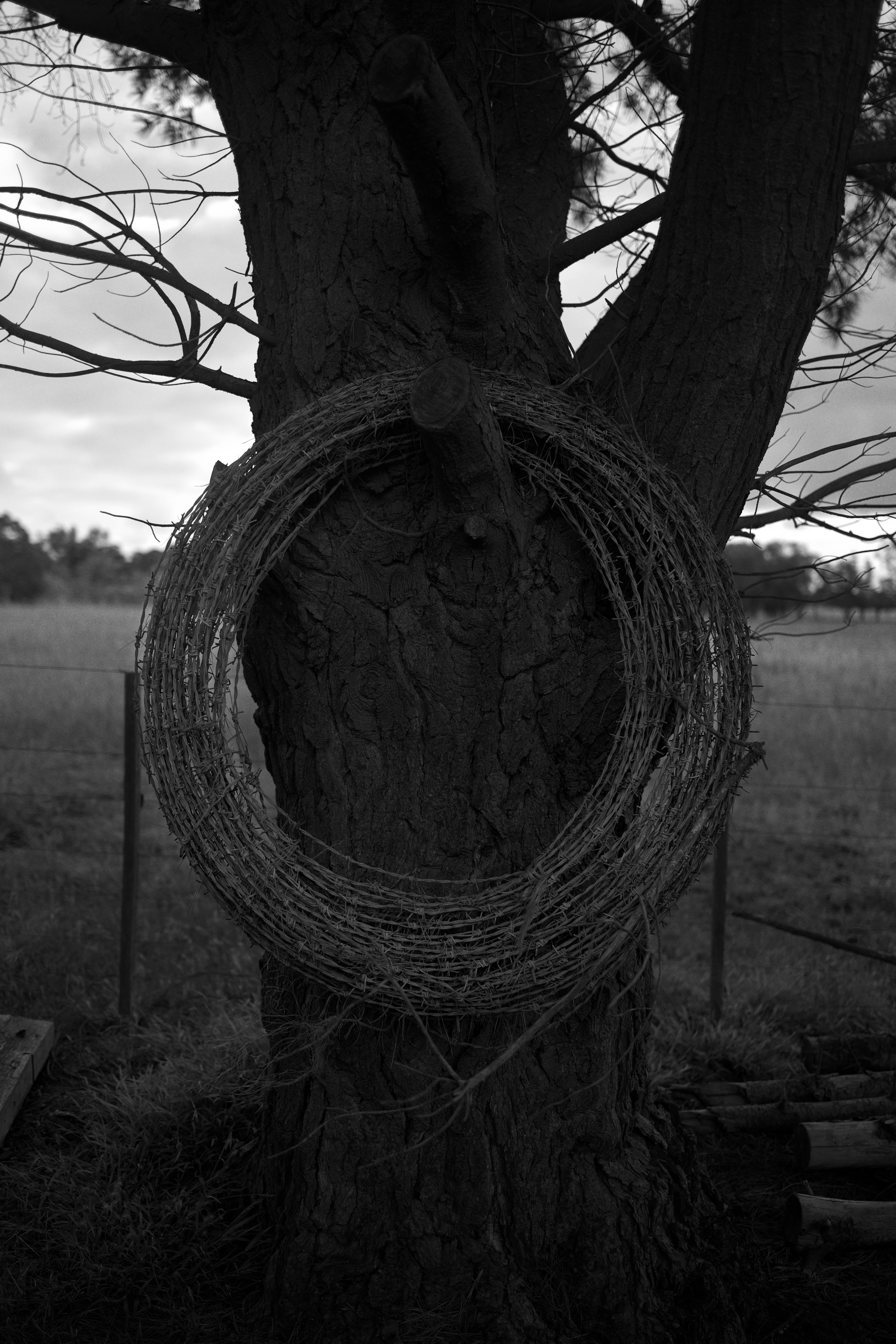 Barbed wire wreath entwined around a weathered tree trunk, set against a backdrop of a serene field.