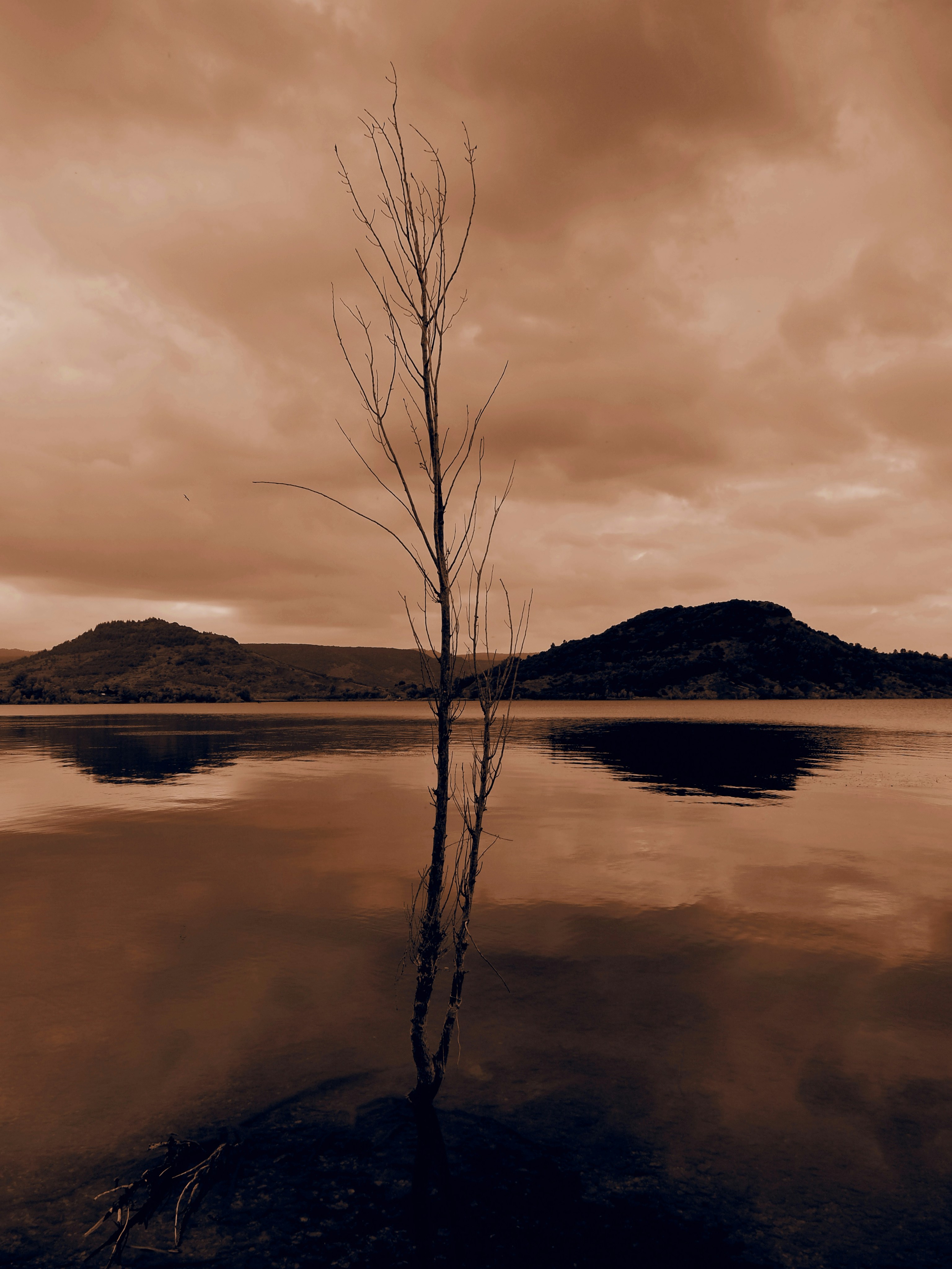 A lone tree in the middle of a lake photo – Free Lac du salagou Image ...