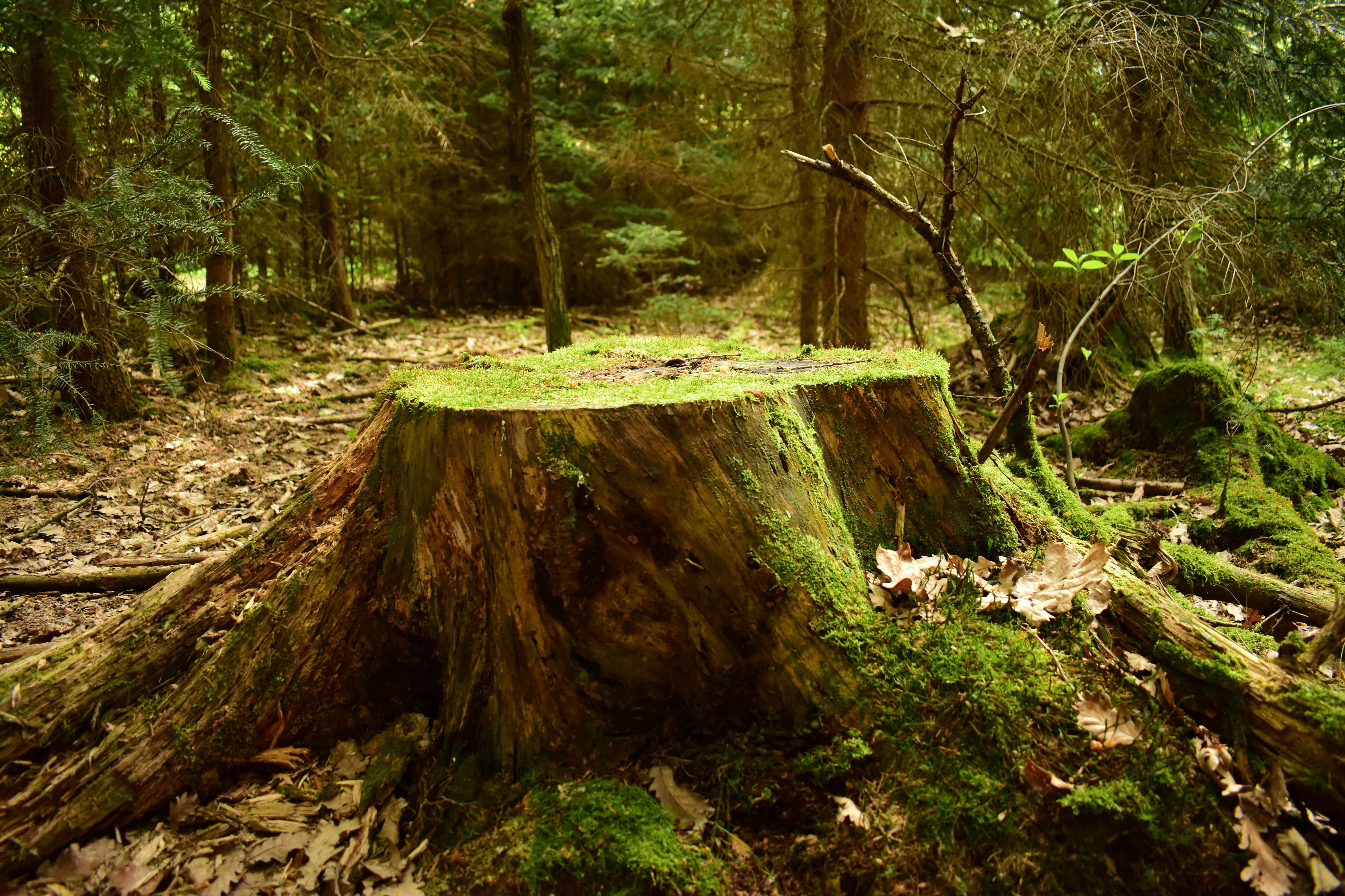 A tree stump with moss growing on it in a forest photo – Free Tree ...