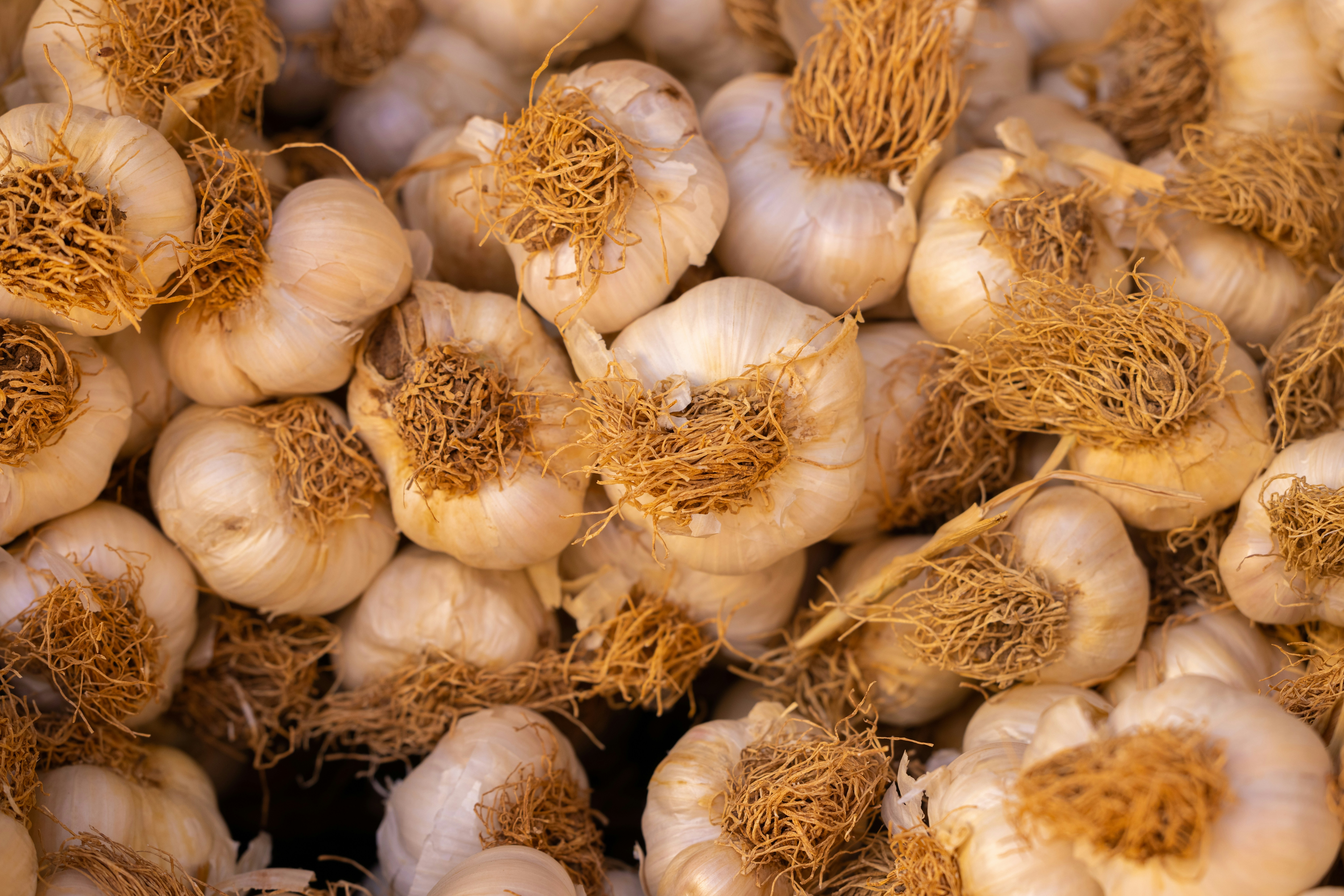 A pile of garlic sitting next to each other photo – Free Garlic Image ...