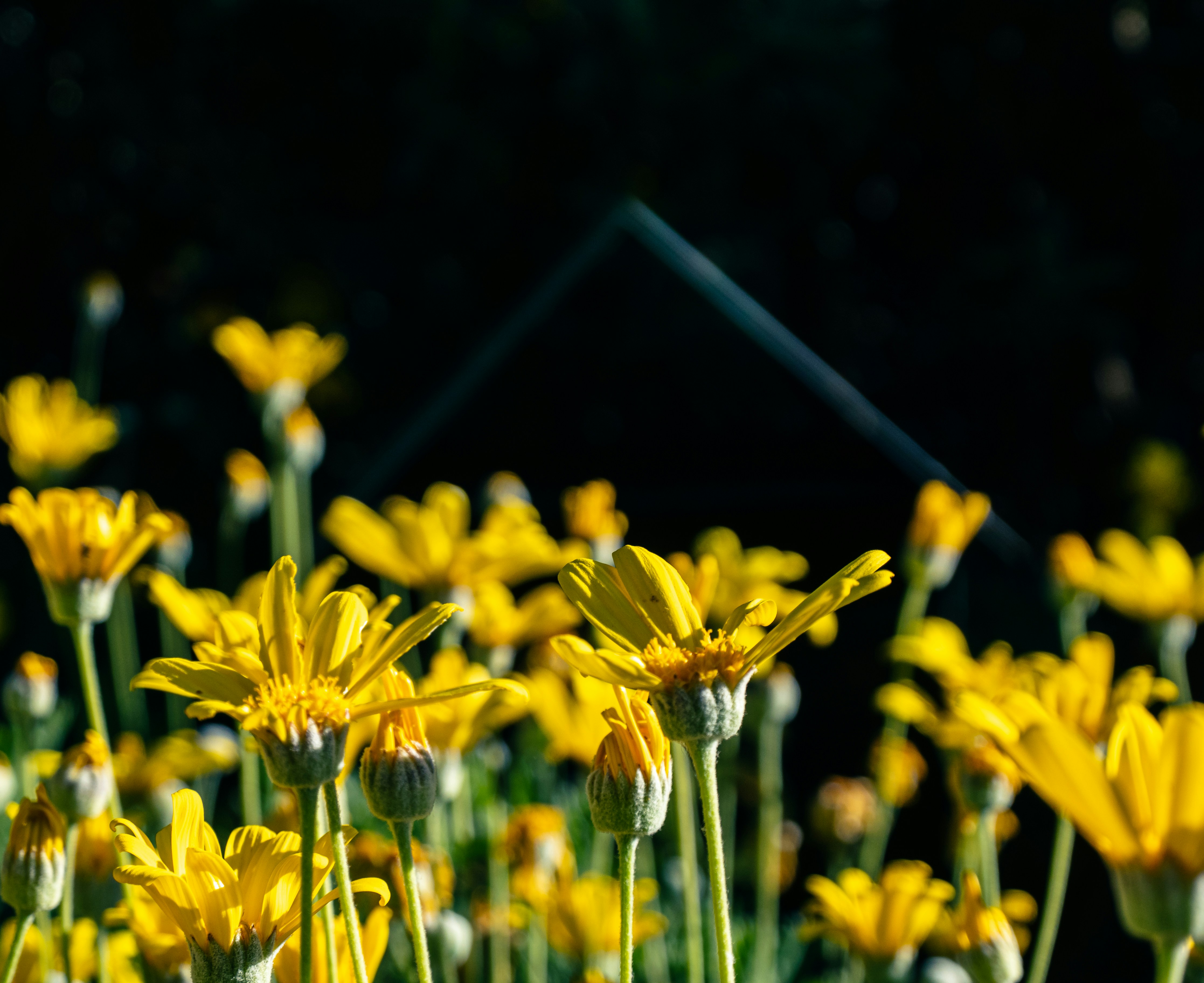 a field of yellow flowers in the sun