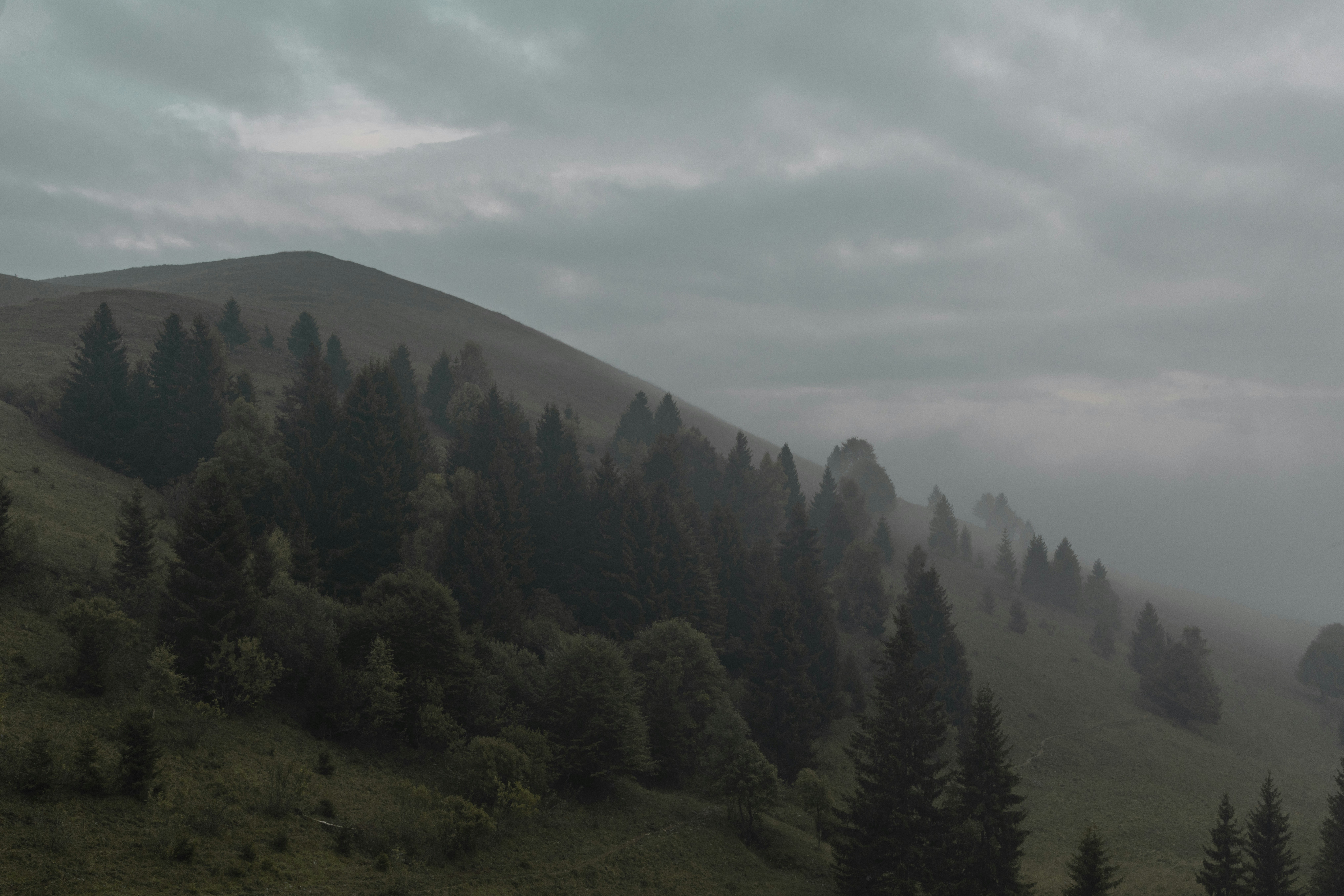 Crest Between Clouds: Pines Quietly Shrouded in Morning Mist